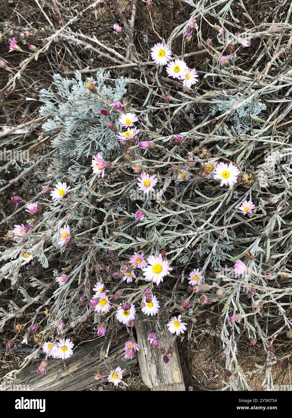 California Aster (Corethrogyne filaginifolia) Plantae Stock Photo - Alamy