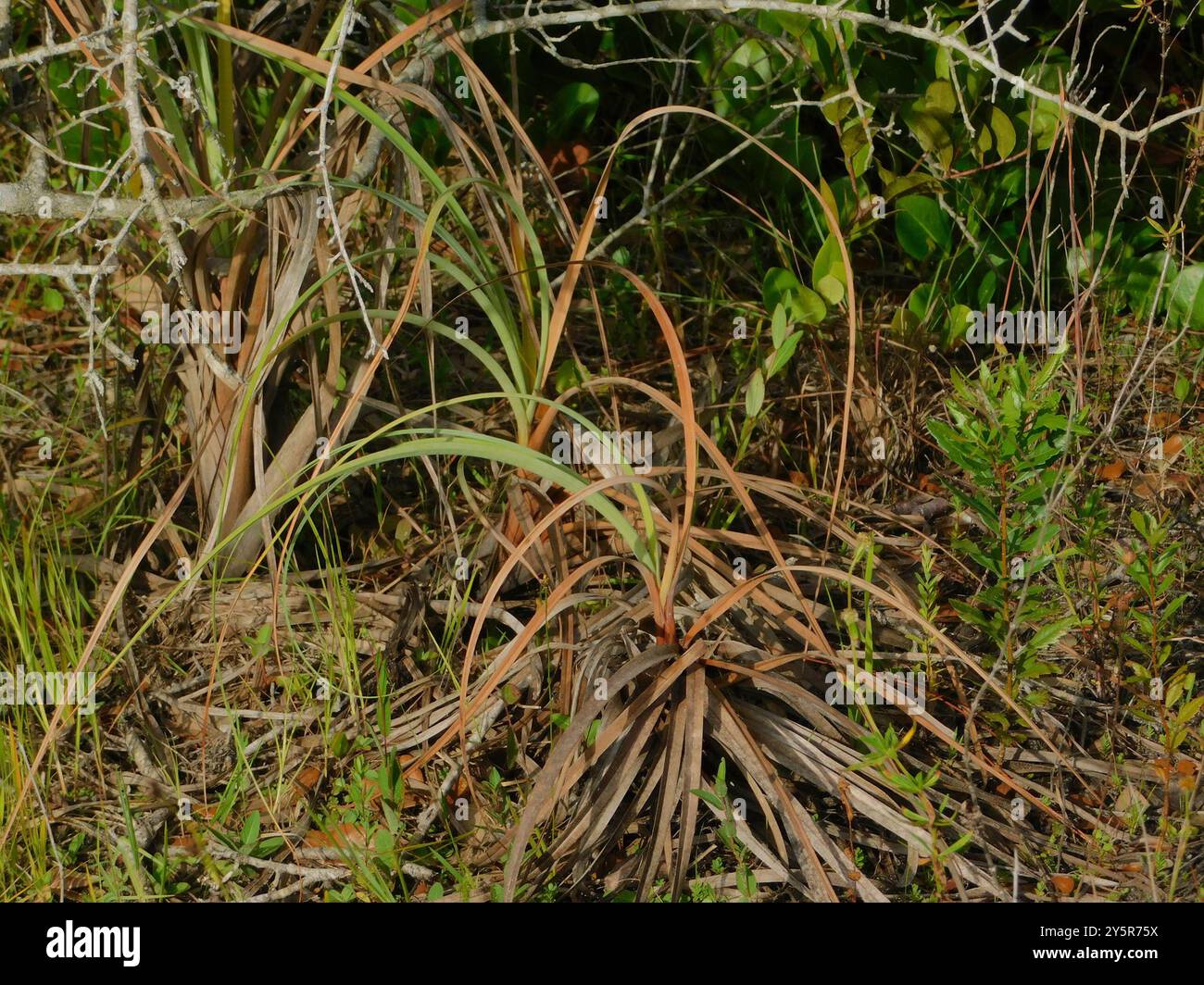 monocots (Liliopsida) Plantae Stock Photo - Alamy