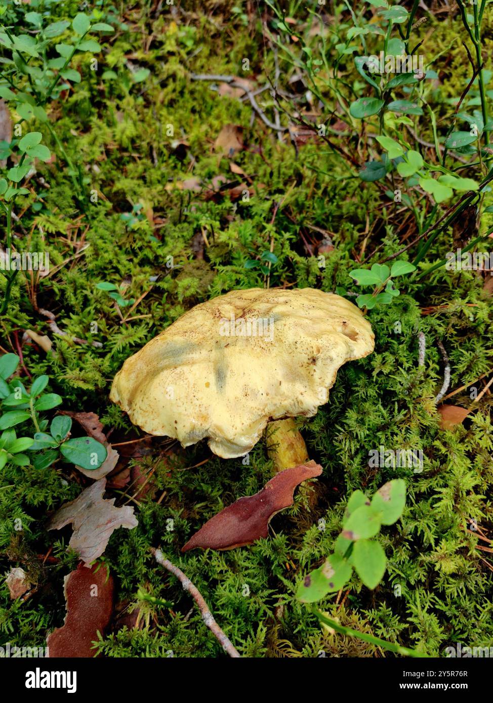 Velvet Bolete (Suillus variegatus) Fungi Stock Photo - Alamy