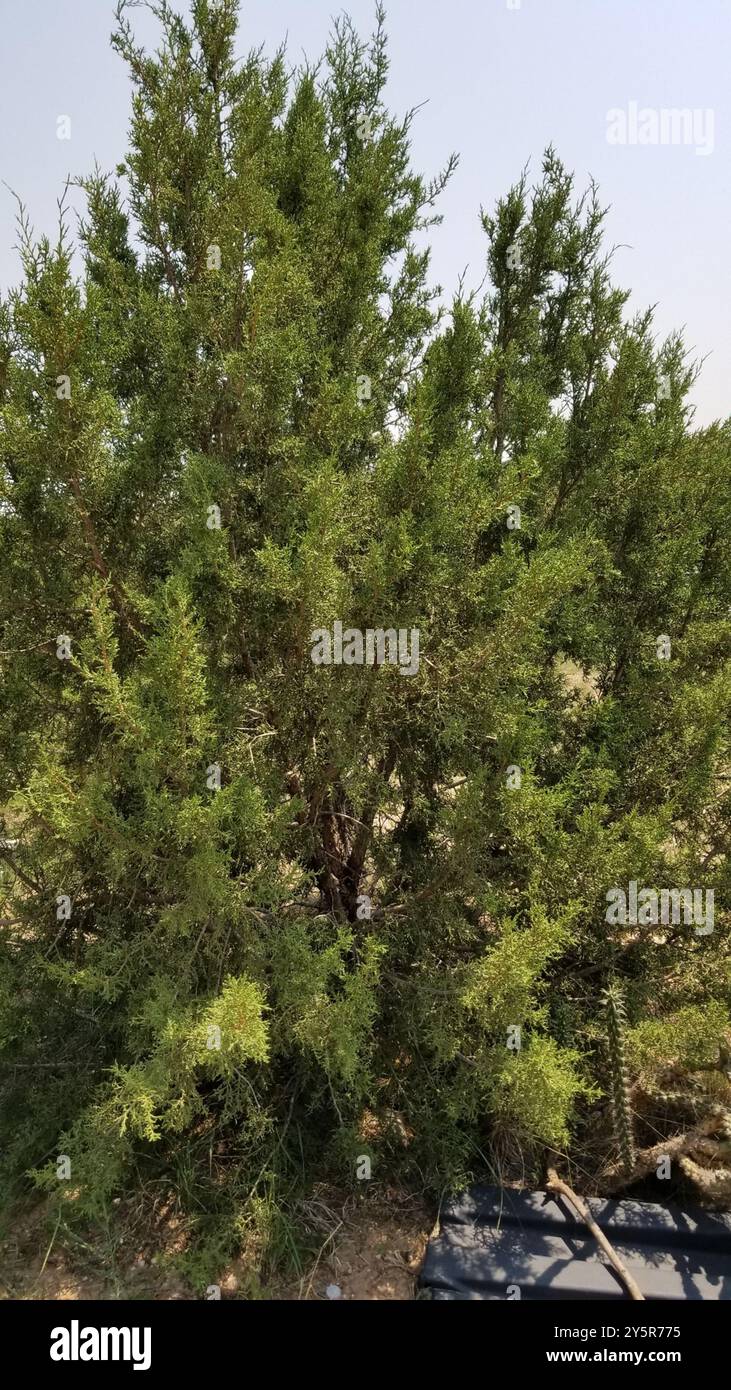 One-seed Juniper (Juniperus monosperma) Plantae Stock Photo - Alamy