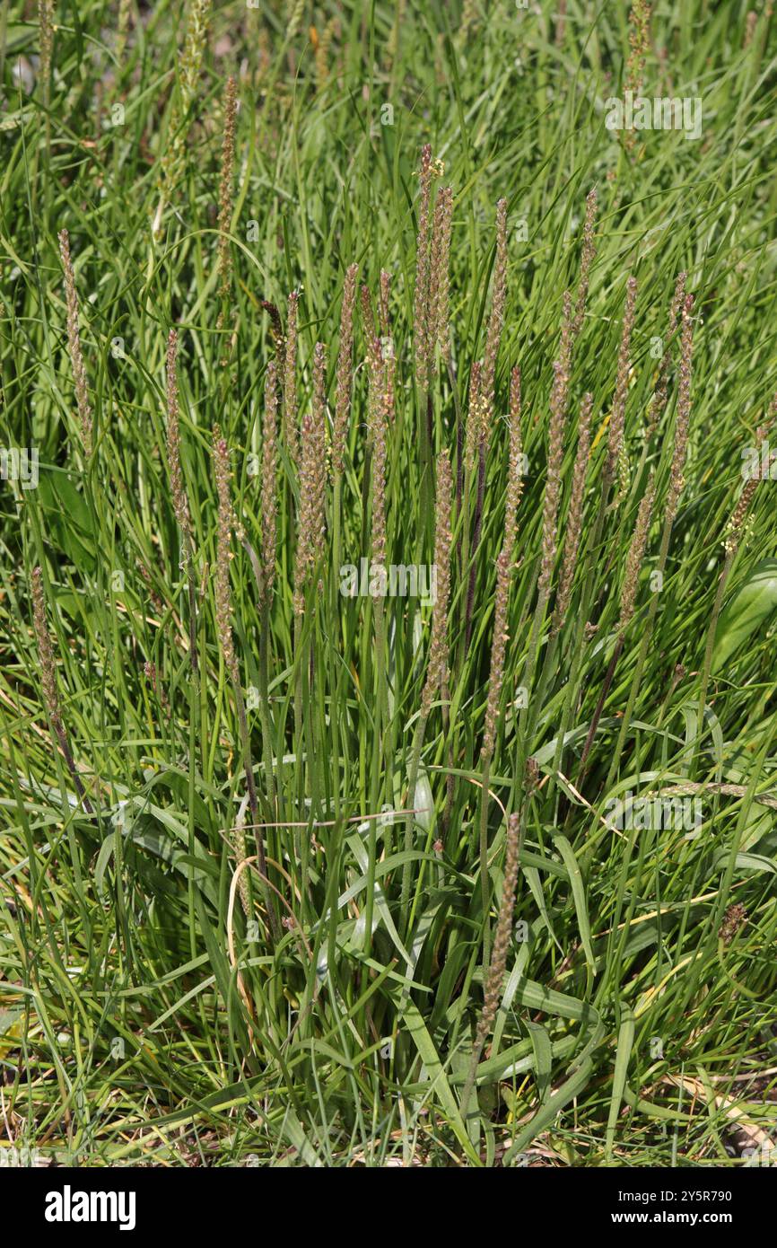 common arrowgrass (Triglochin maritima) Plantae Stock Photo - Alamy