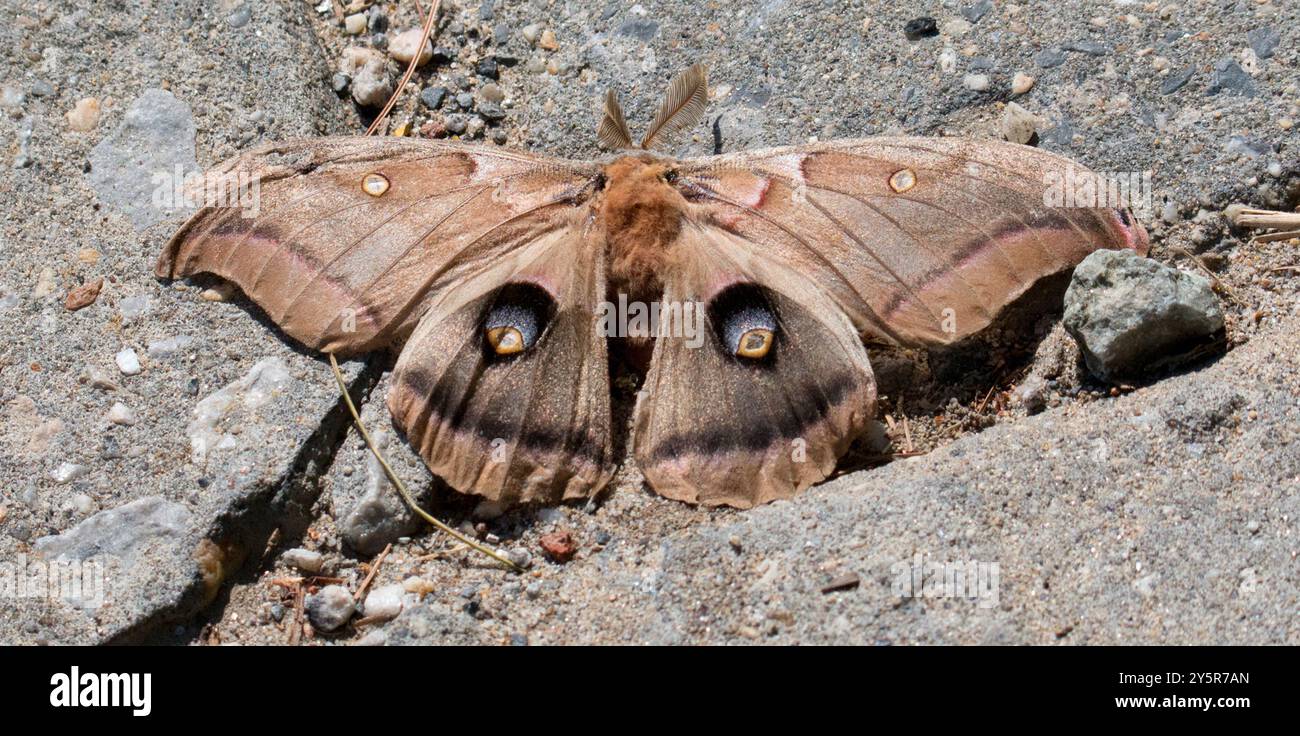 Polyphemus Moth (Antheraea polyphemus) Insecta Stock Photo - Alamy