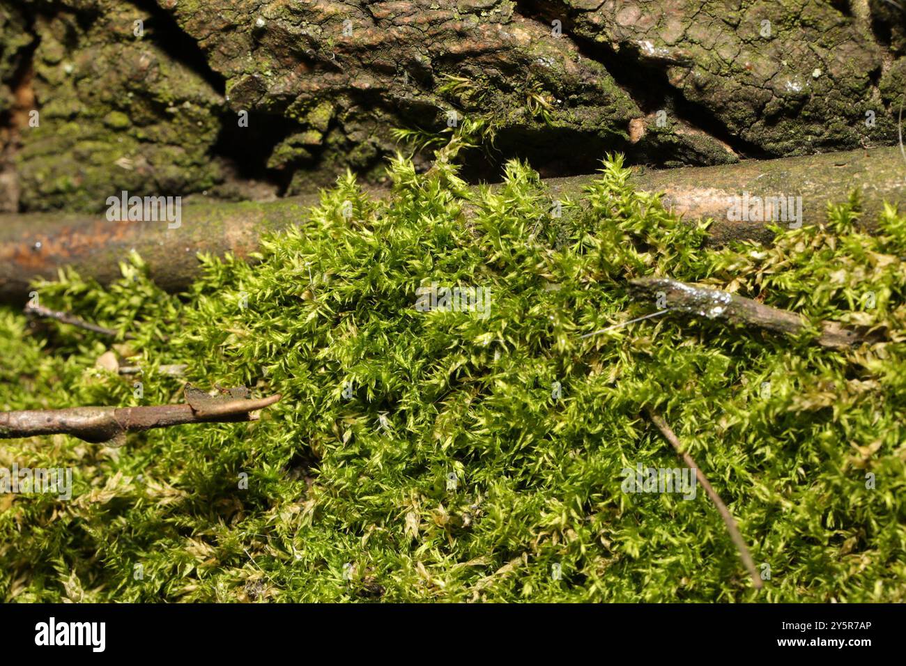 Common Feather-moss (Kindbergia praelonga) Plantae Stock Photo - Alamy