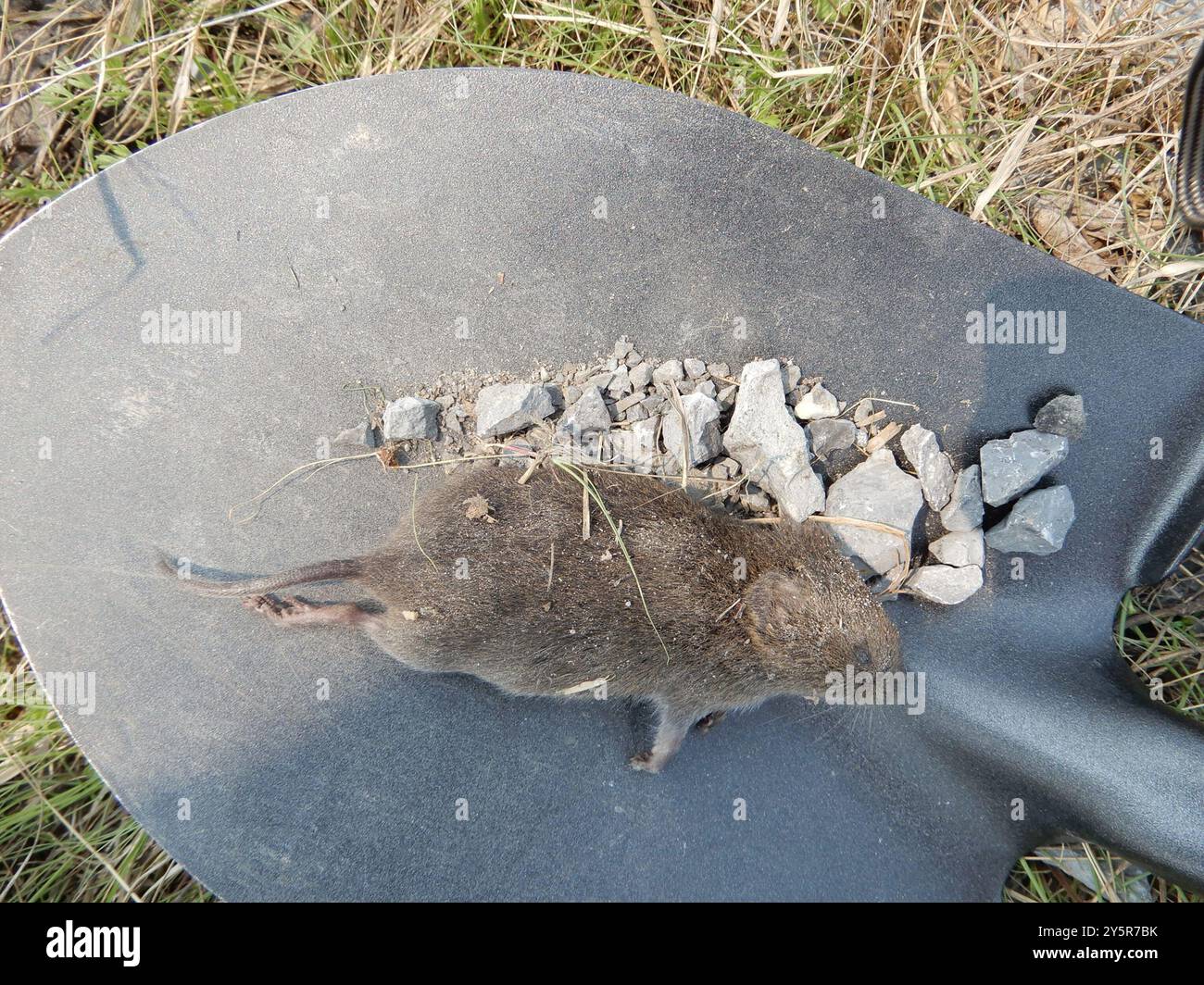 Hamsters, Voles, Lemmings, and Allies (Cricetidae) Mammalia Stock Photo ...