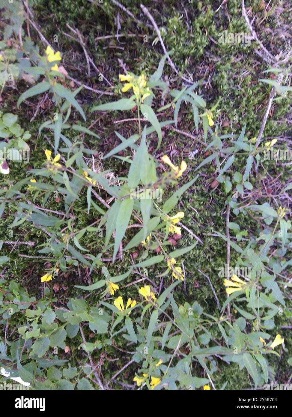 Common Cow-wheat (Melampyrum pratense) Plantae Stock Photo - Alamy