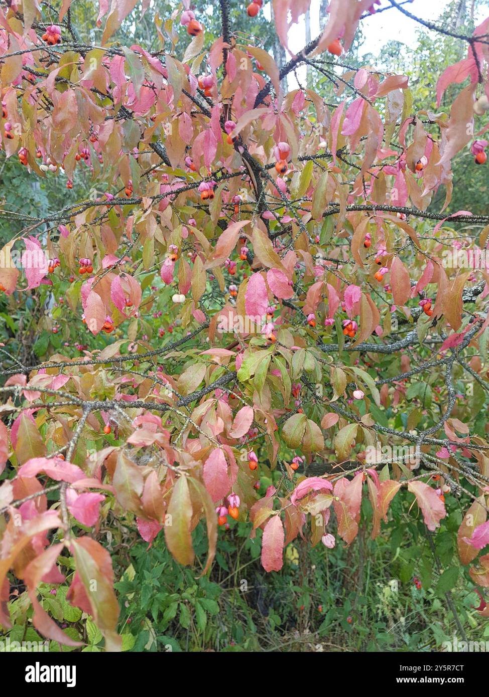 Warty-barked Spindle (Euonymus verrucosus) Plantae Stock Photo - Alamy