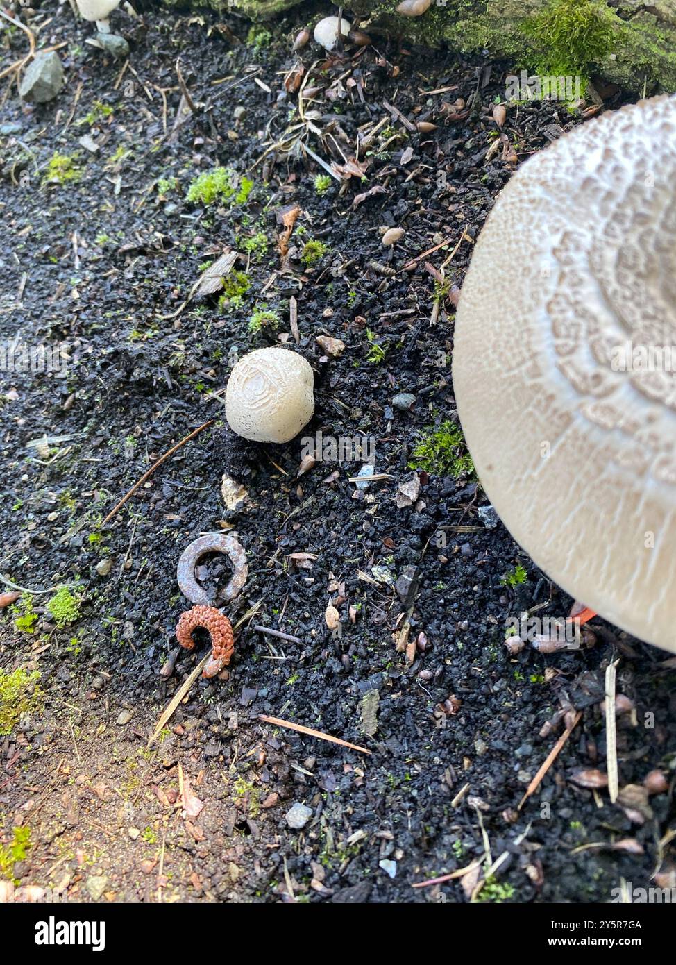 Yellow Stainer (Agaricus xanthodermus) Fungi Stock Photo - Alamy
