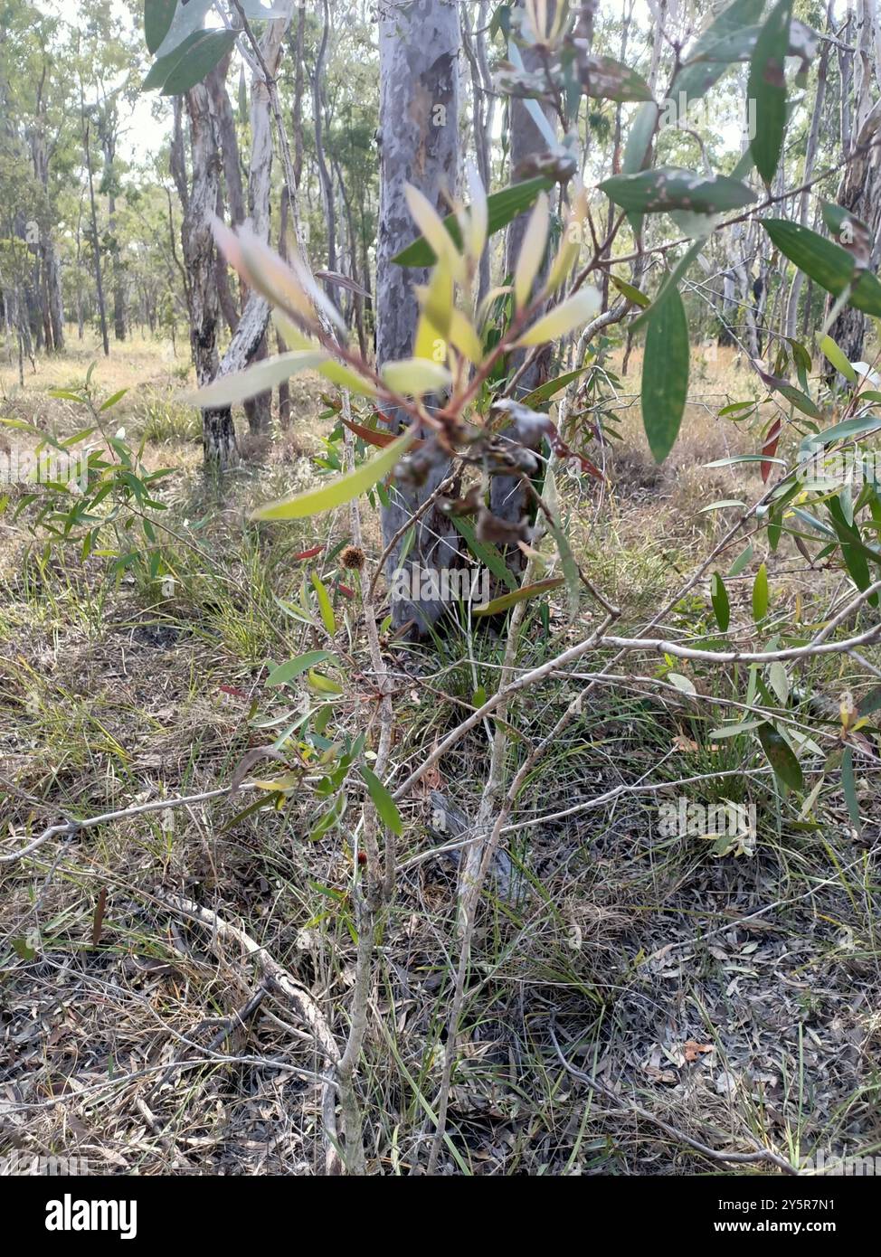 Broad-leaved paperbark (Melaleuca quinquenervia) Plantae Stock Photo ...