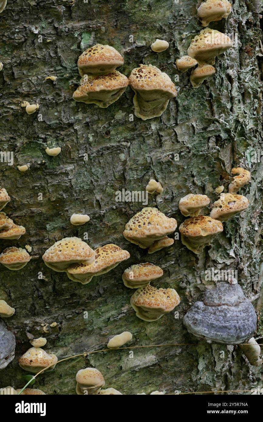 Alder Bracket (Mensularia radiata) Fungi Stock Photo - Alamy