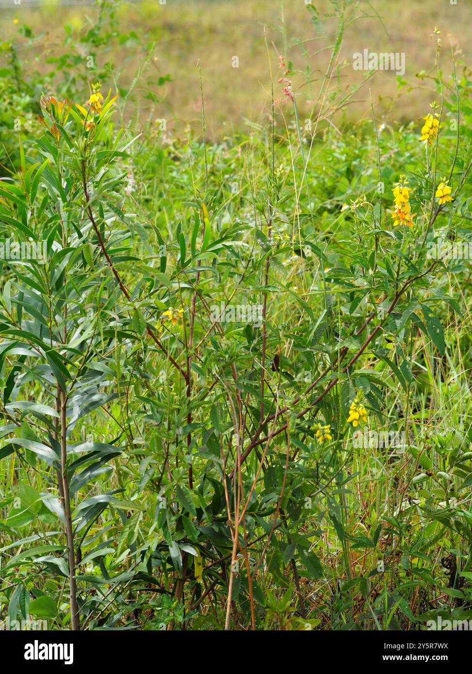 Streaked Rattlepod (Crotalaria pallida) Plantae Stock Photo - Alamy