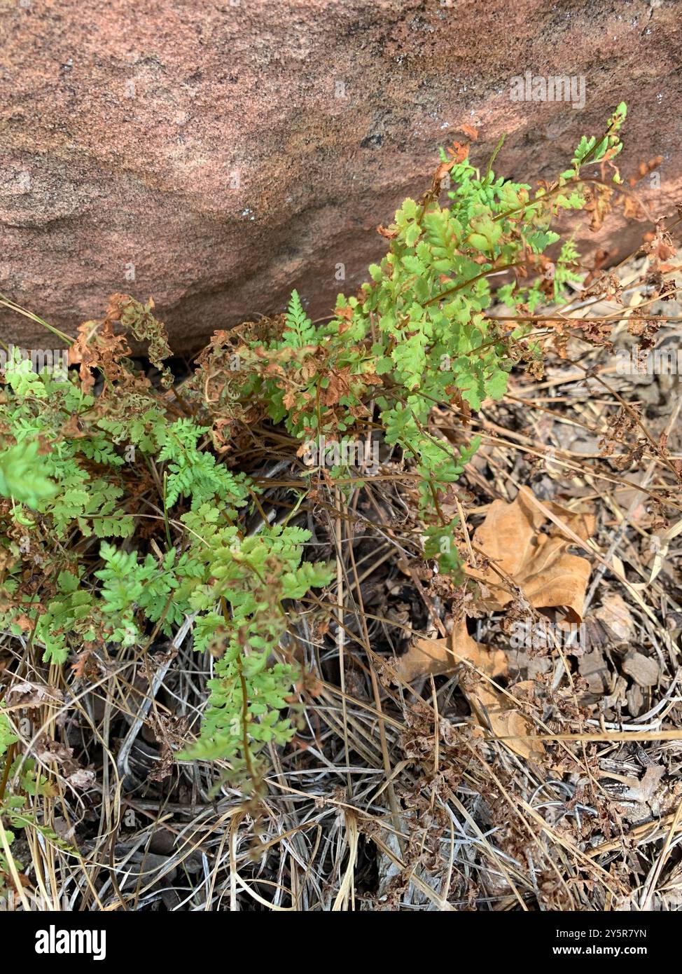 vascular plants (Tracheophyta) Plantae Stock Photo - Alamy