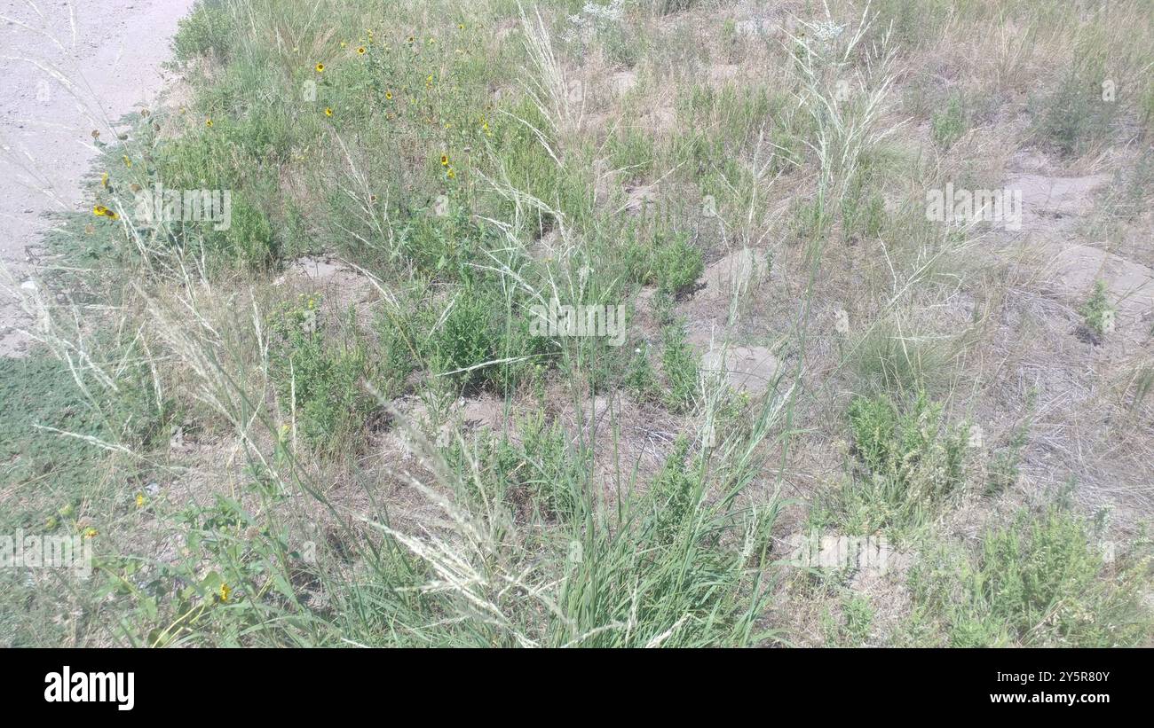 Sand Reedgrass (Sporobolus rigidus) Plantae Stock Photo - Alamy
