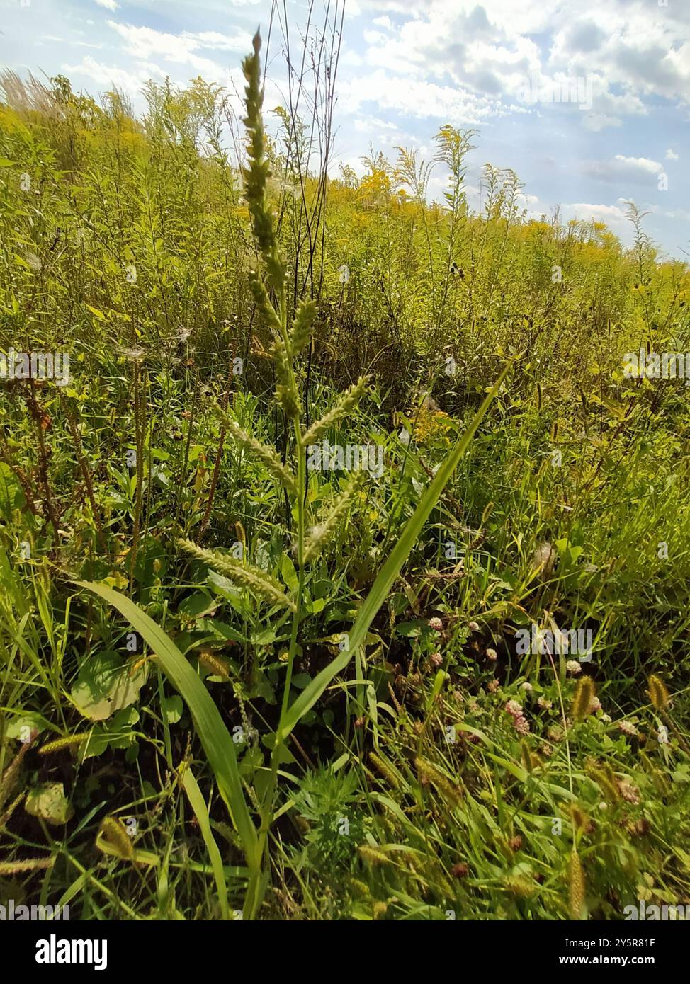 barnyardgrass (Echinochloa crus-galli) Plantae Stock Photo - Alamy