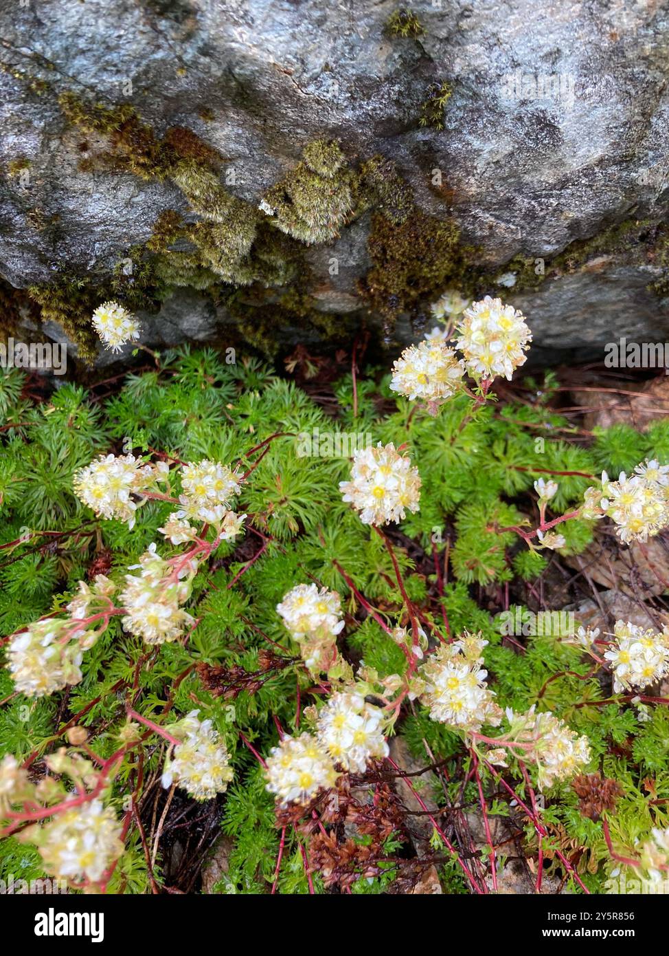 Partridgefoot (Luetkea pectinata) Plantae Stock Photo - Alamy