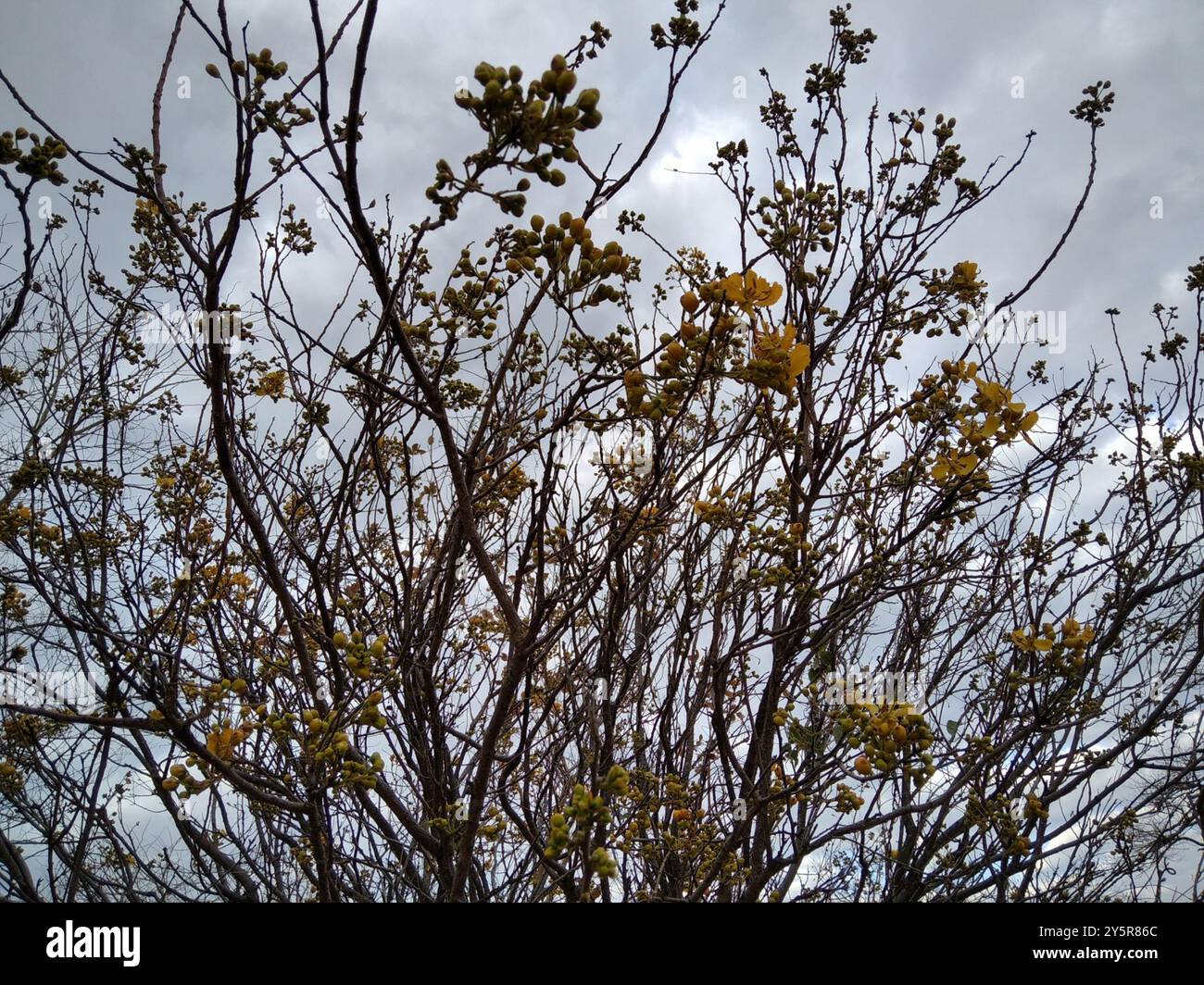 Munzungu (Senna singueana) Plantae Stock Photo - Alamy