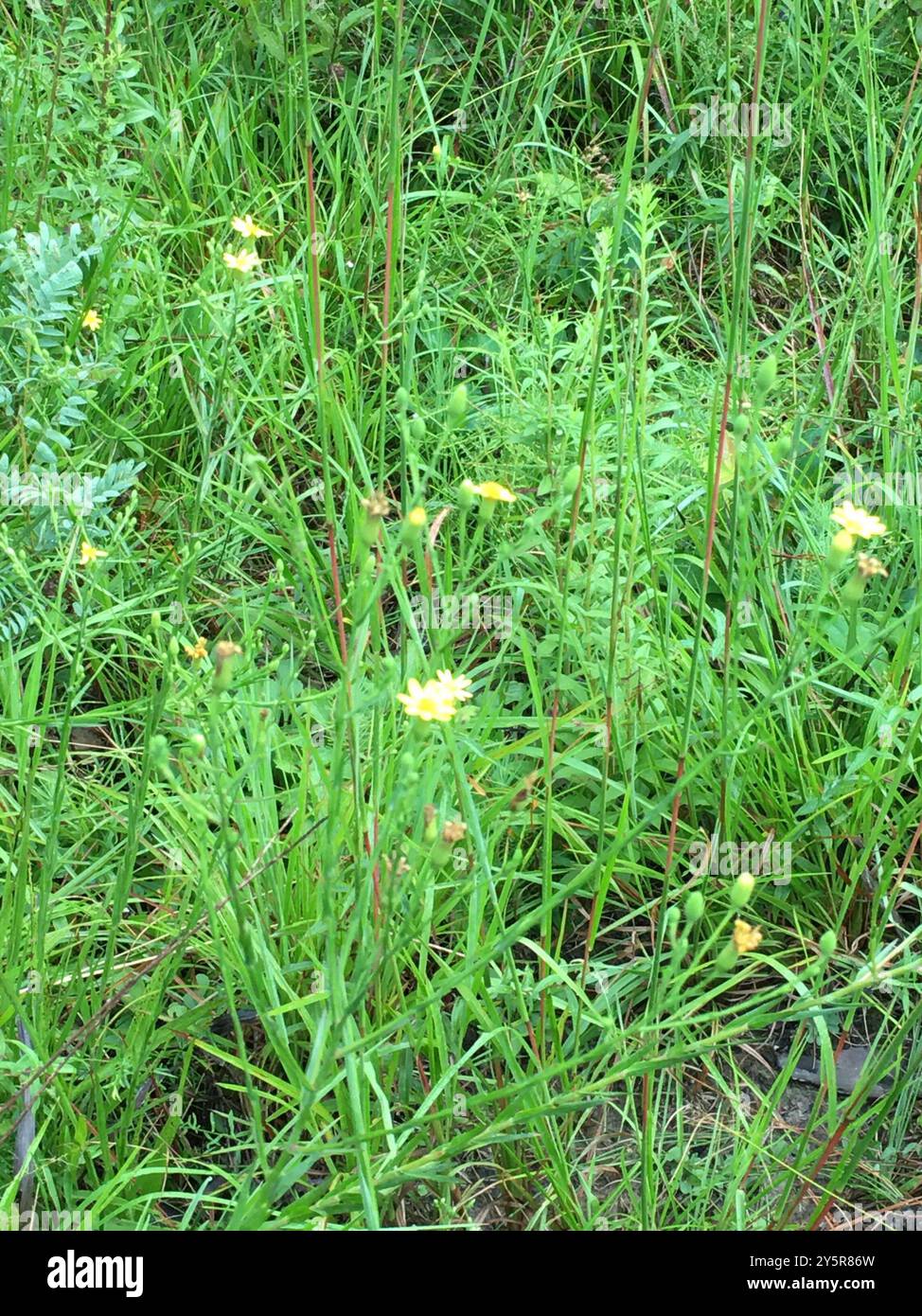Pineland Silkgrass (Pityopsis aspera) Plantae Stock Photo - Alamy