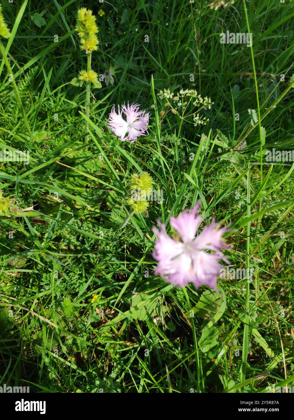 Fringed Pink (Dianthus hyssopifolius) Plantae Stock Photo - Alamy