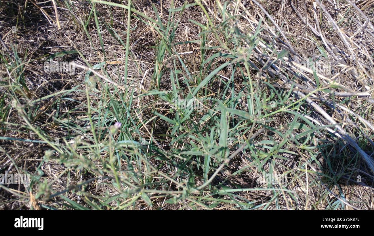 Narrowleaf Four o'Clock (Mirabilis linearis) Plantae Stock Photo - Alamy