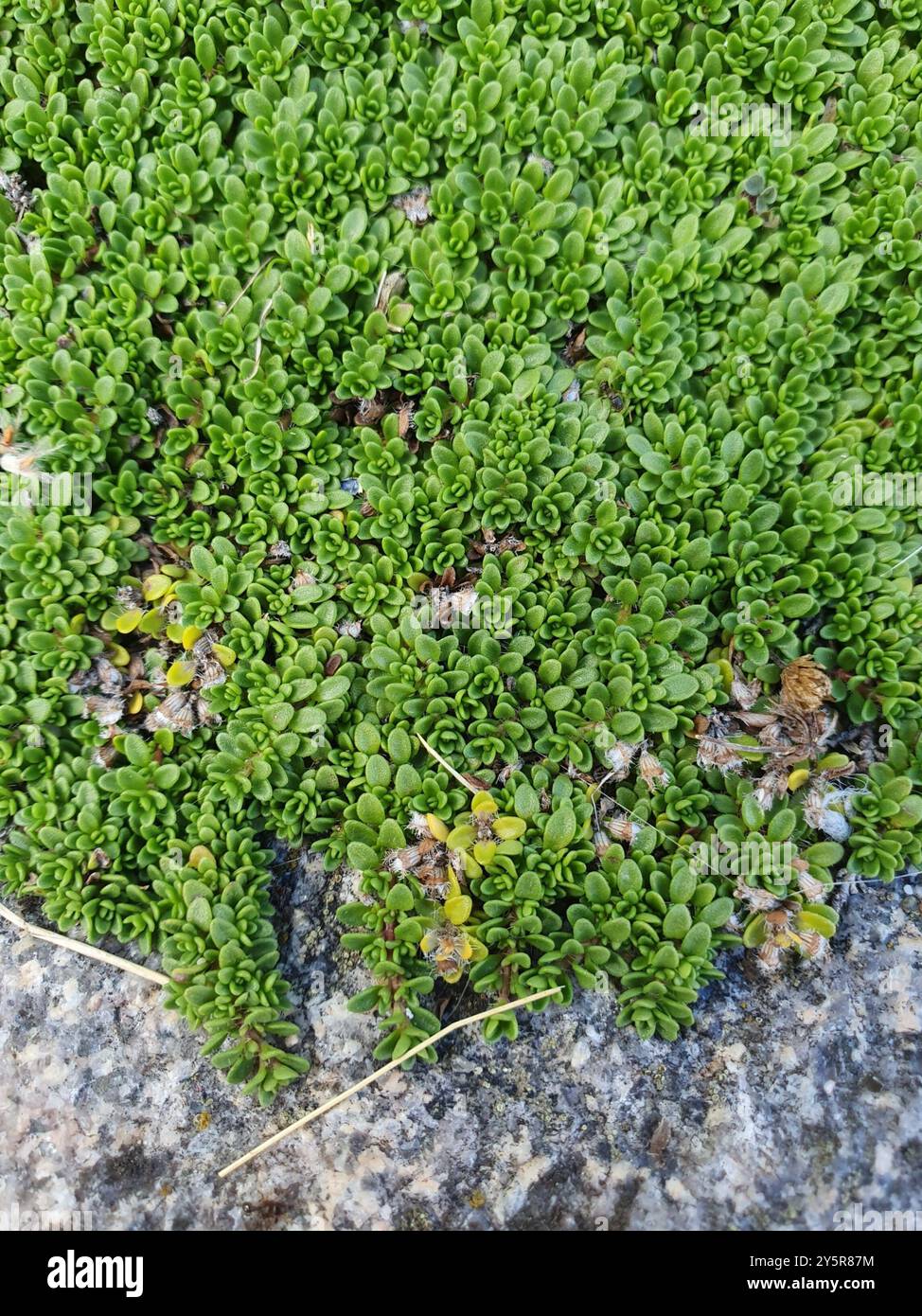 Mother of Thyme (Thymus praecox) Plantae Stock Photo - Alamy
