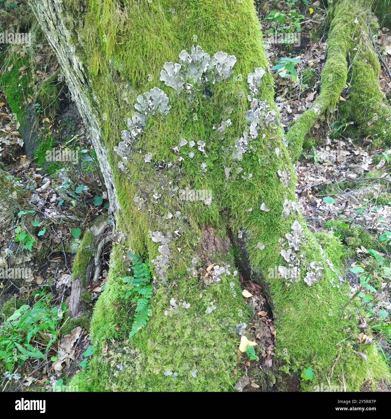 scaly pelt lichen (Peltigera praetextata) Fungi Stock Photo - Alamy