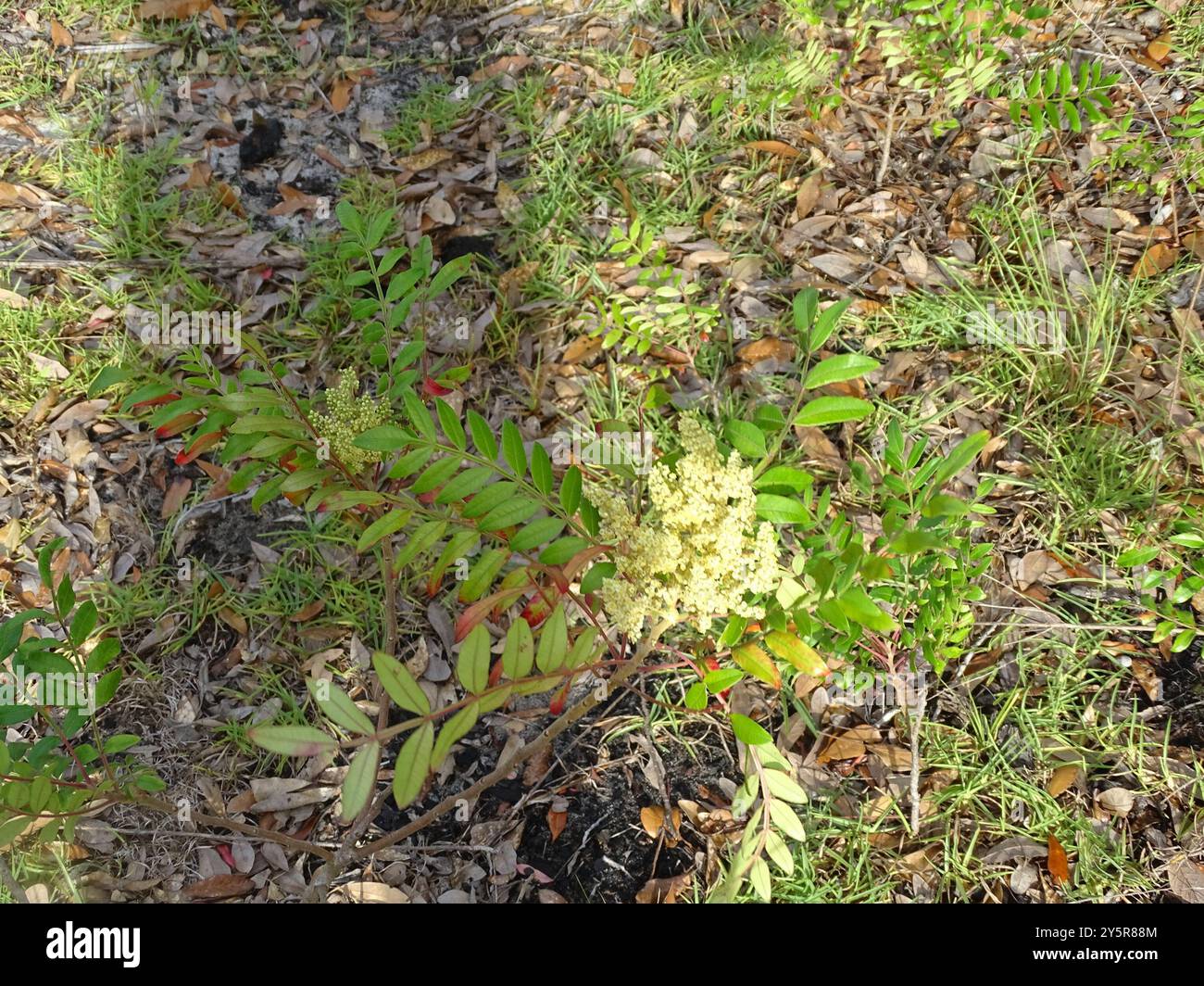 shining sumac (Rhus copallinum) Plantae Stock Photo - Alamy