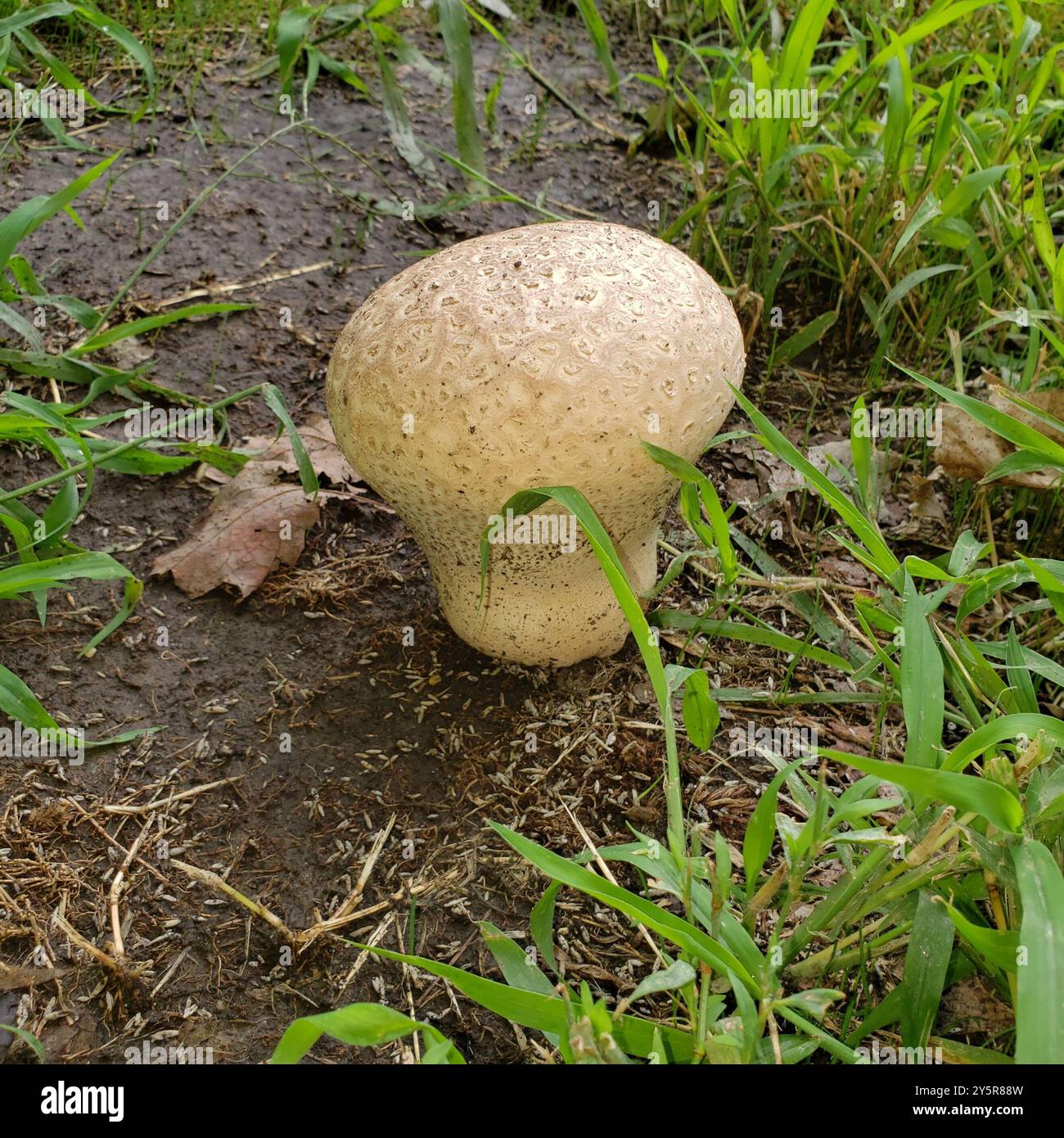 Purple-spored Puffball (Calvatia cyathiformis) Fungi Stock Photo - Alamy