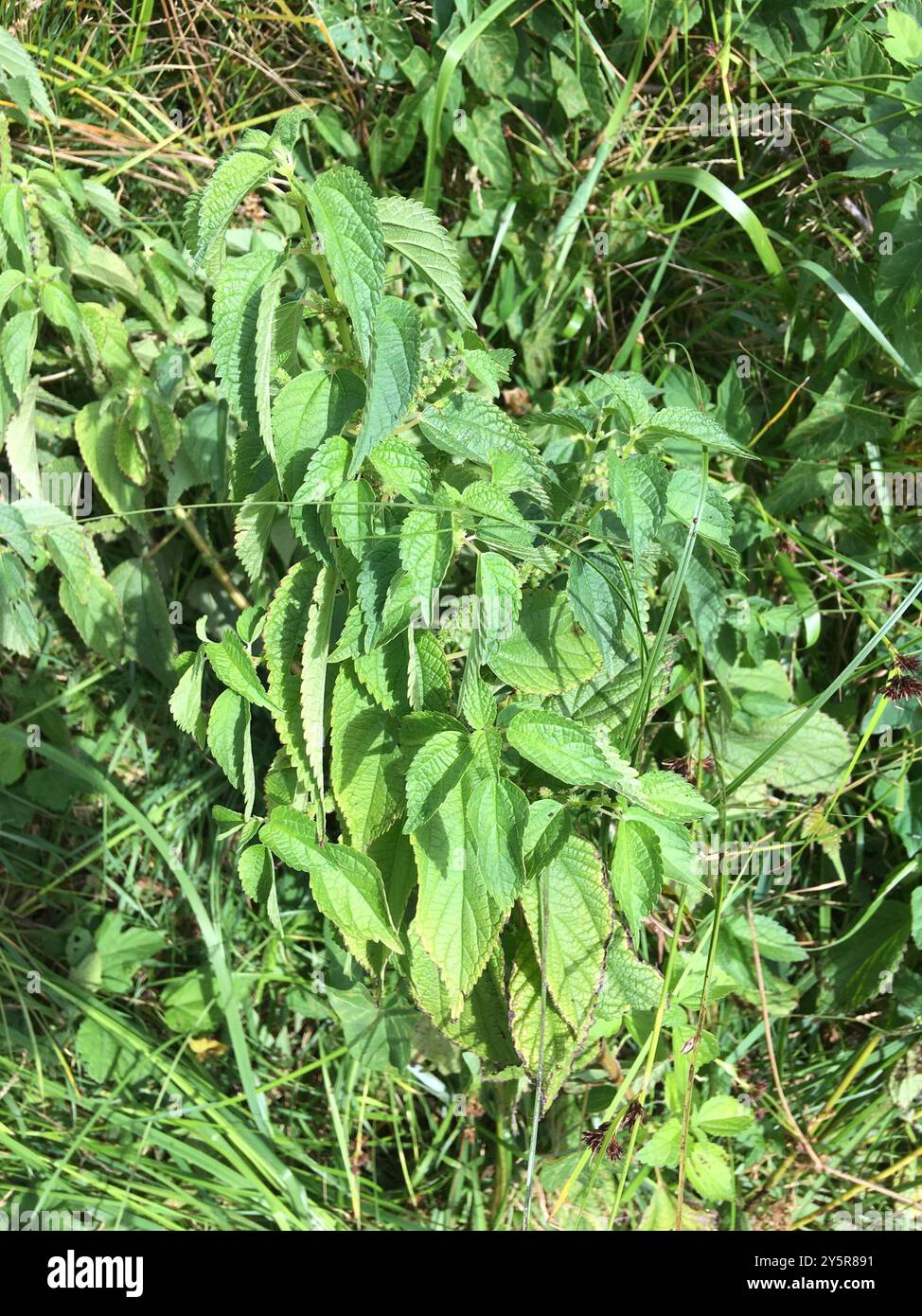 false nettles and allies (Boehmeria) Plantae Stock Photo - Alamy