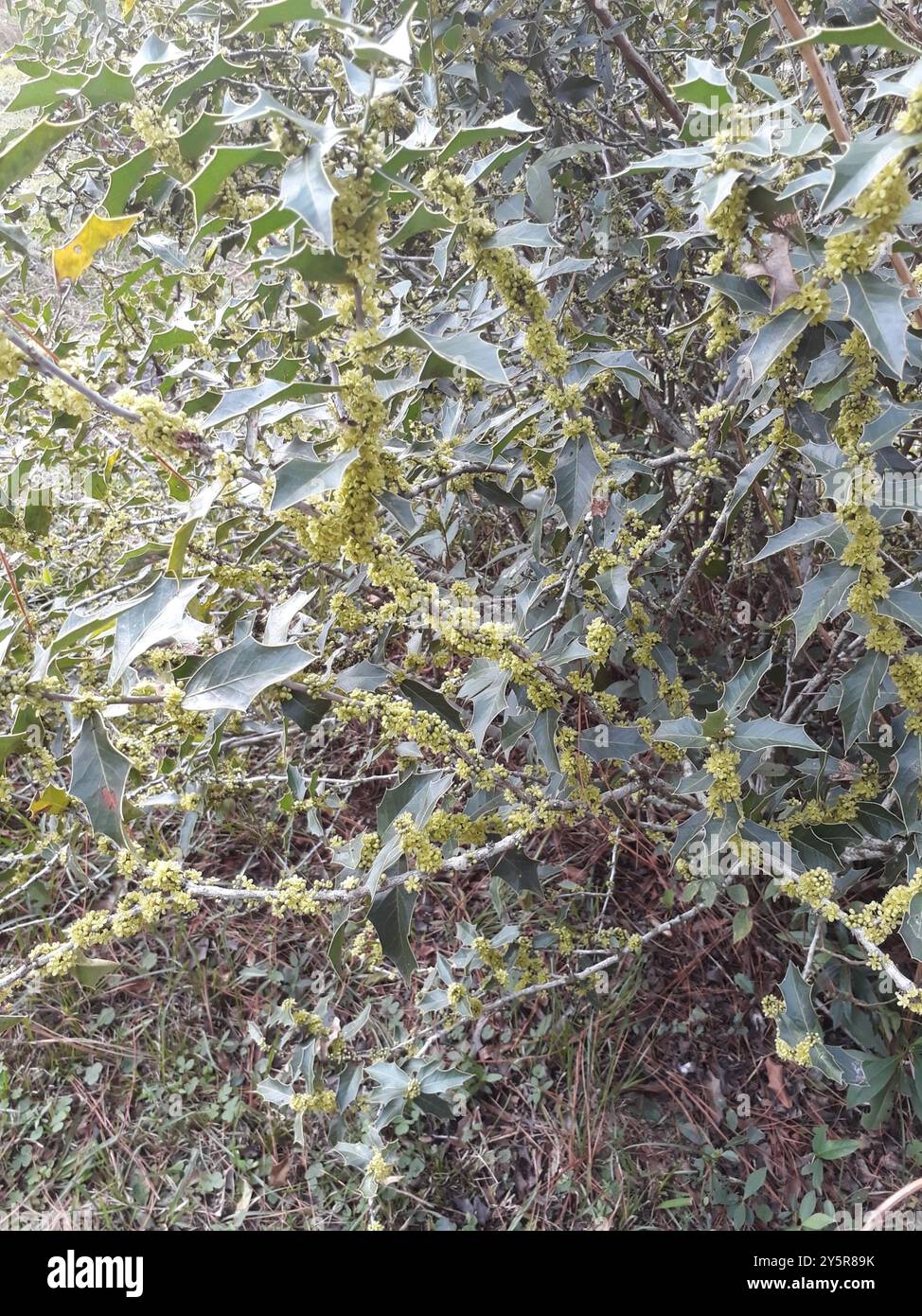 (Maytenus ilicifolia) Plantae Stock Photo - Alamy