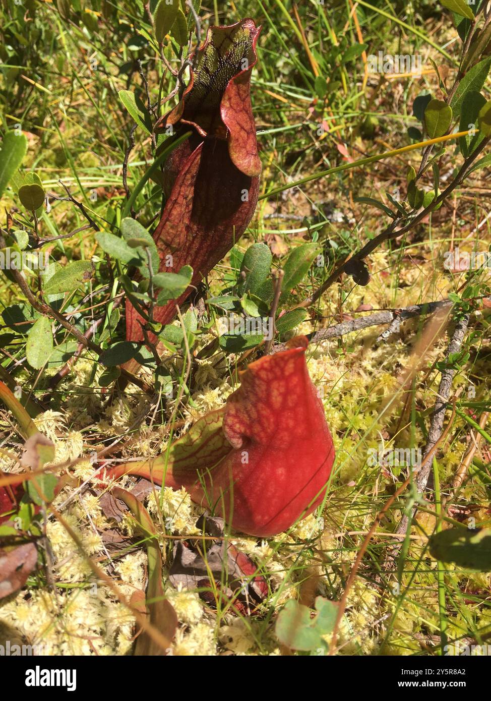 northern purple pitcher plant (Sarracenia purpurea purpurea) Plantae ...