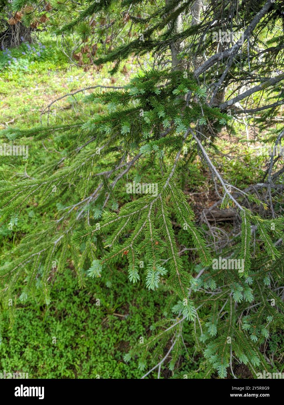 Engelmann spruce (Picea engelmannii) Plantae Stock Photo - Alamy