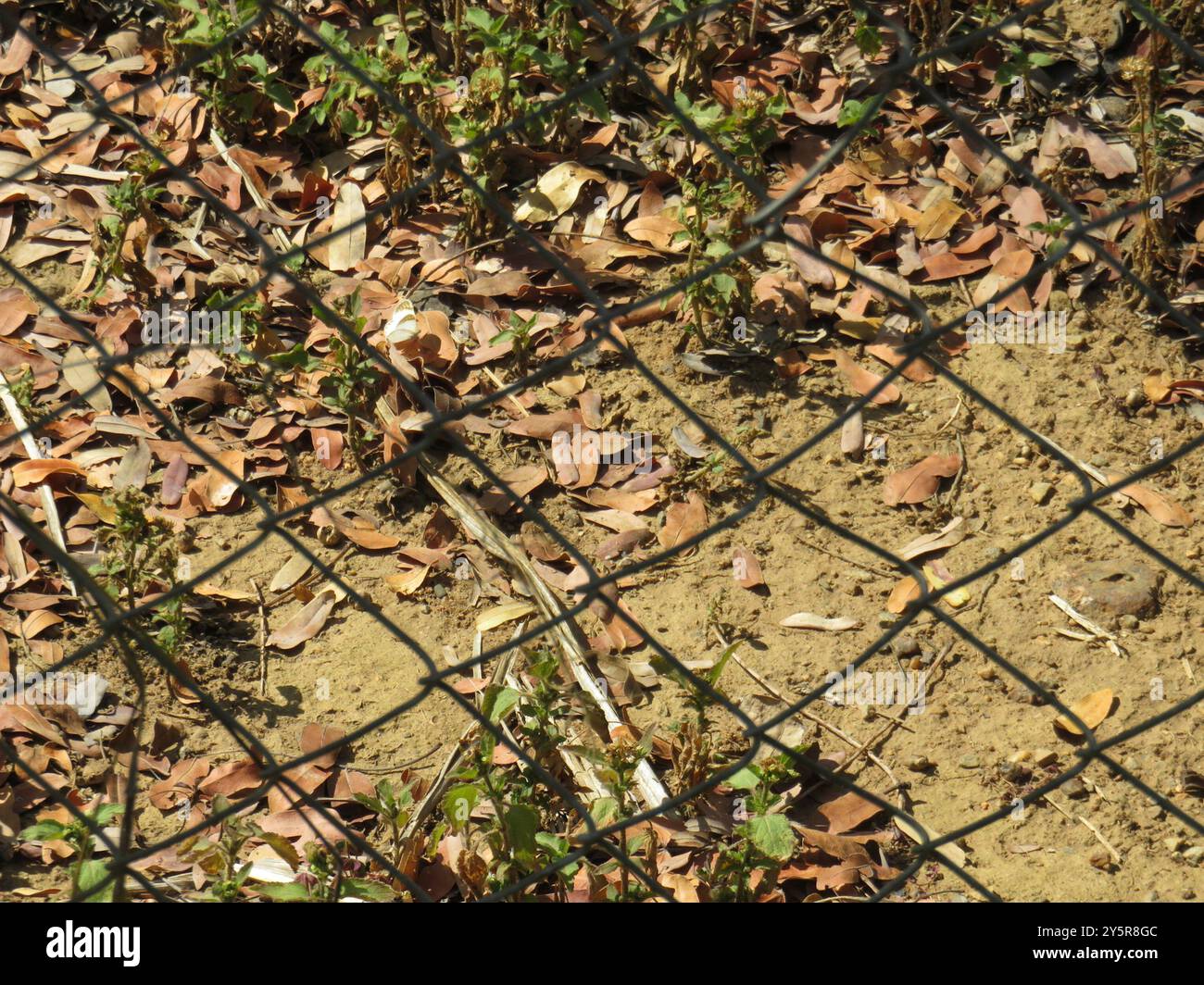 Desert Orange Tip (Colotis evagore) Insecta Stock Photo - Alamy