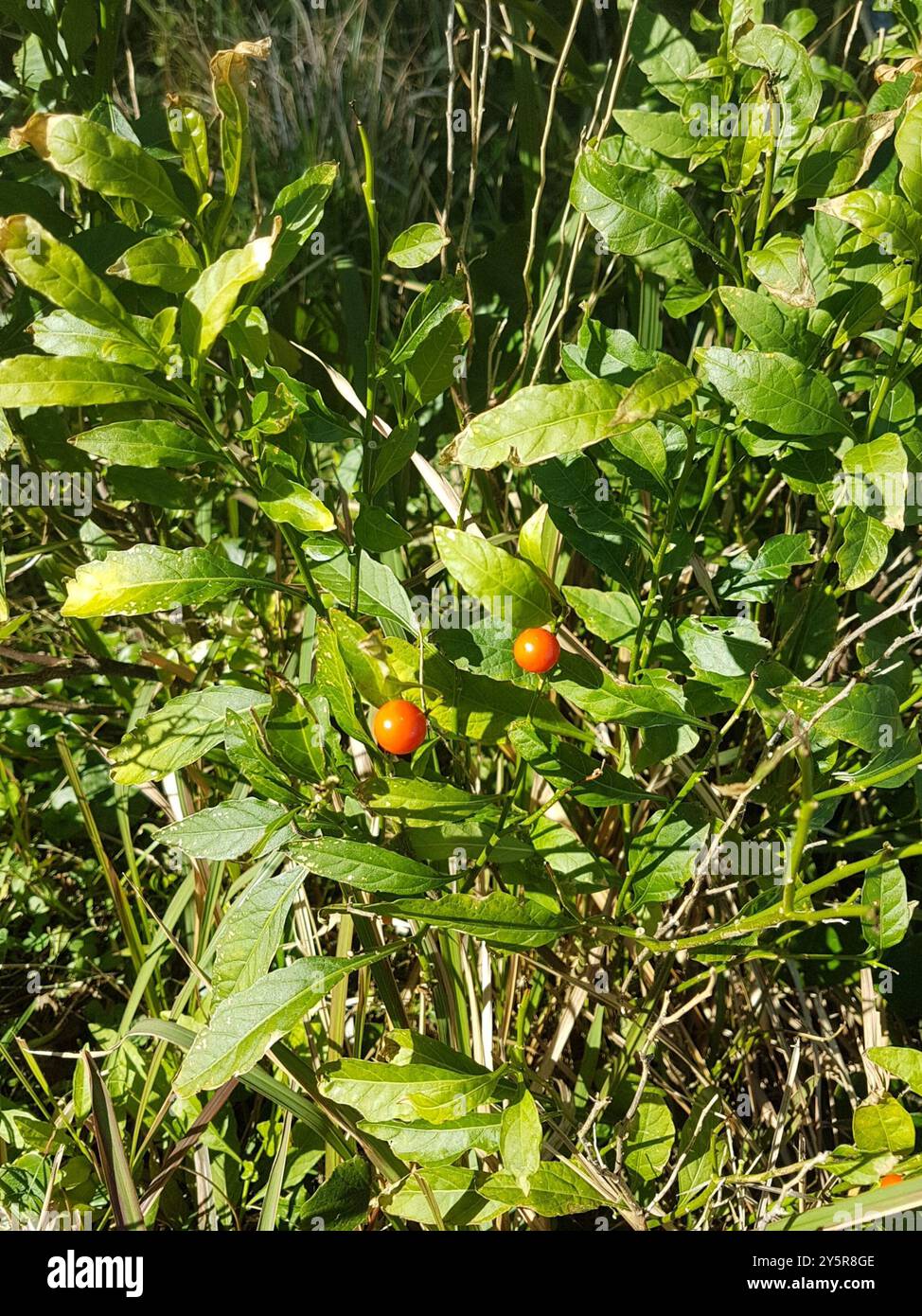 Jerusalem cherry (Solanum pseudocapsicum) Plantae Stock Photo - Alamy