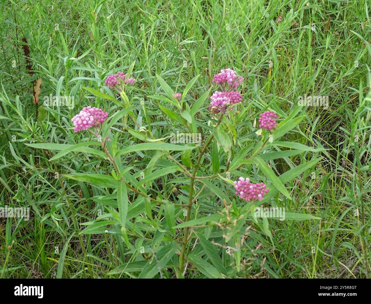 swamp milkweed (Asclepias incarnata) Plantae Stock Photo - Alamy