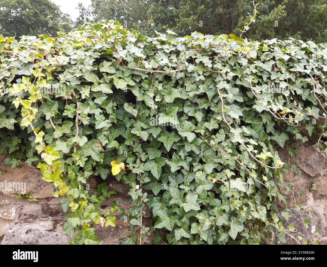 common ivy (Hedera helix) Plantae Stock Photo - Alamy