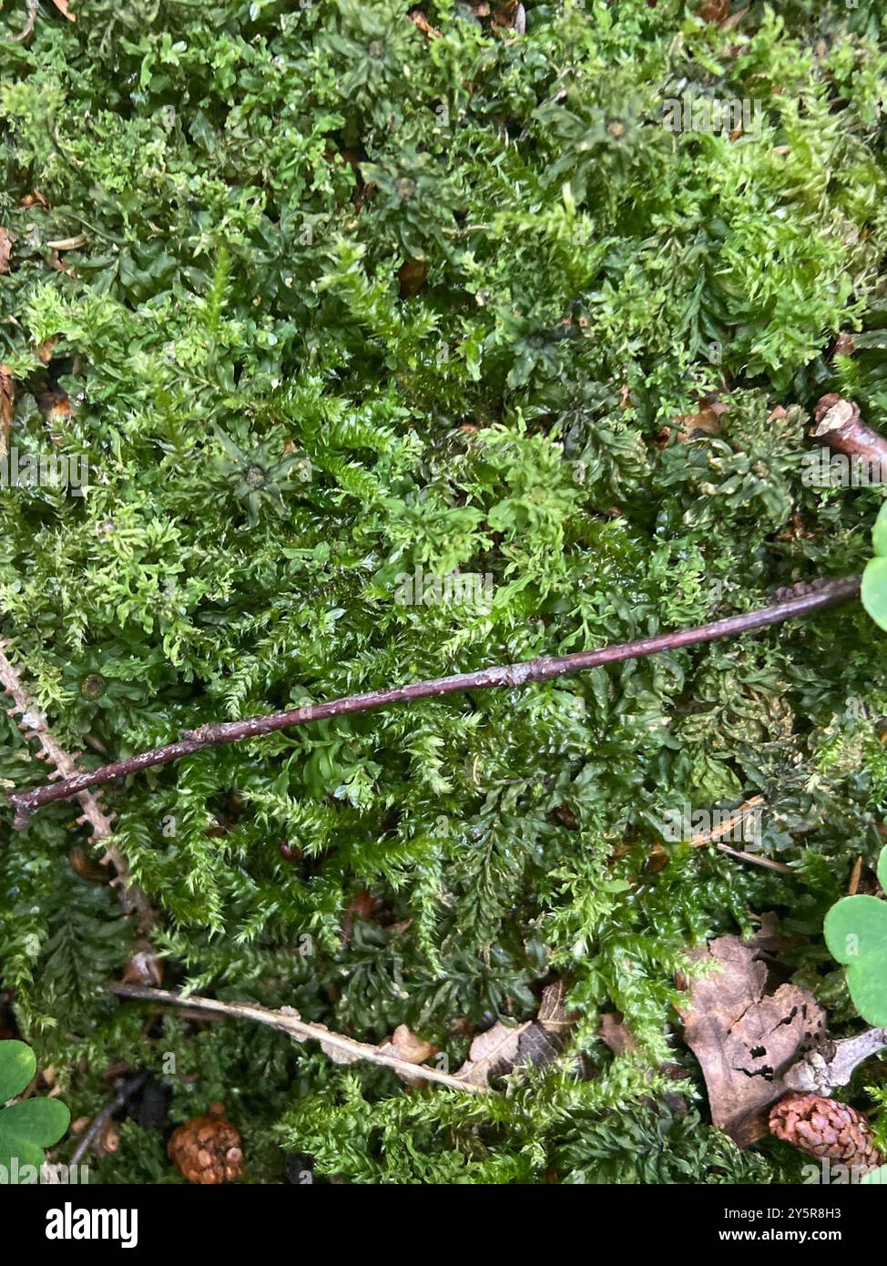 Palm-tree Moss (Plagiomnium undulatum) Plantae Stock Photo - Alamy