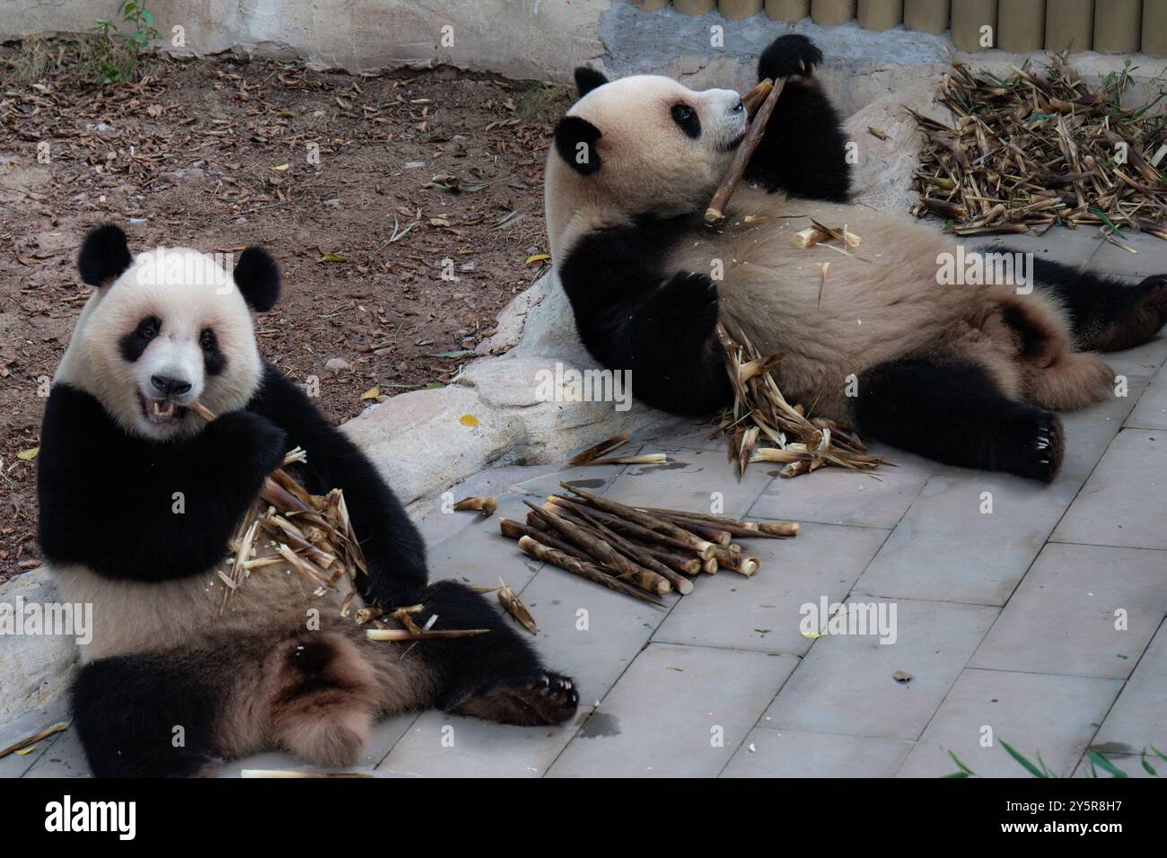 CHONGQING, CHINA - SEPTEMBER 22, 2024 - Two giant pandas eat at ...