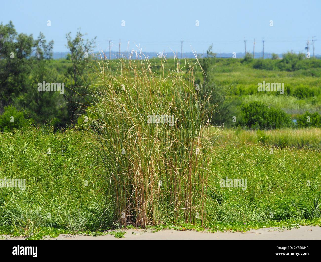 Wild Cane (Saccharum spontaneum) Plantae Stock Photo - Alamy