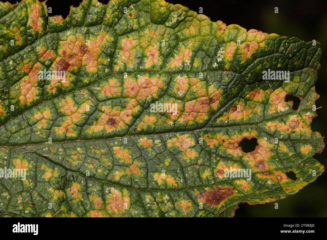 Didymella hi-res stock photography and images - Alamy