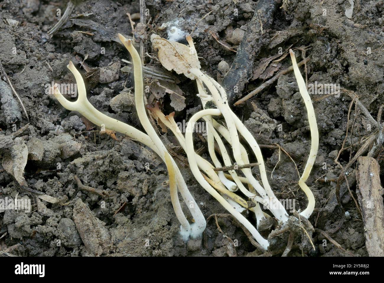 antler and spindle fungi (Clavariaceae) Fungi Stock Photo - Alamy