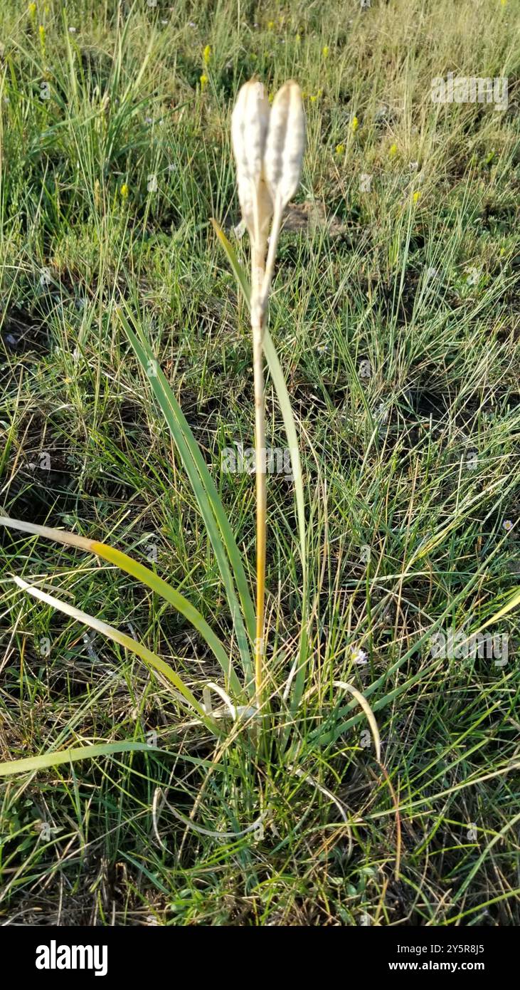 western blue flag (Iris missouriensis) Plantae Stock Photo - Alamy