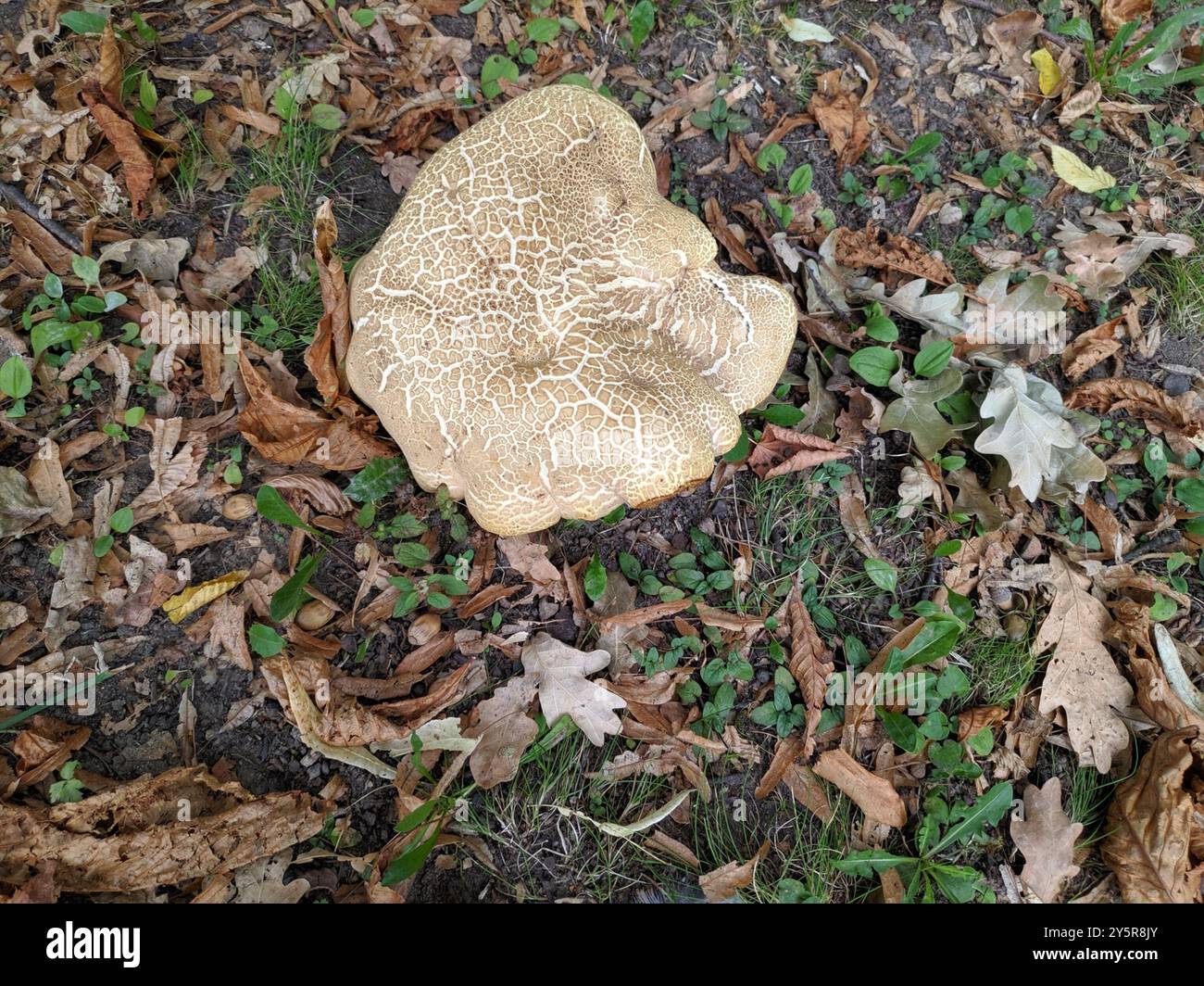 Rooting Bolete (Caloboletus radicans) Fungi Stock Photo - Alamy