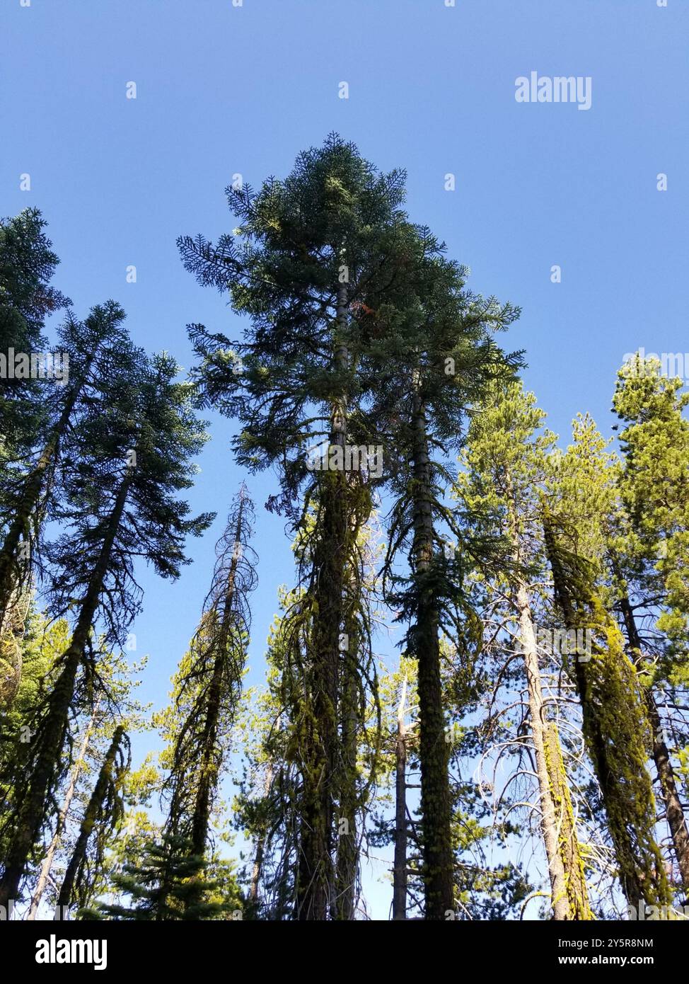 red fir (Abies magnifica) Plantae Stock Photo - Alamy