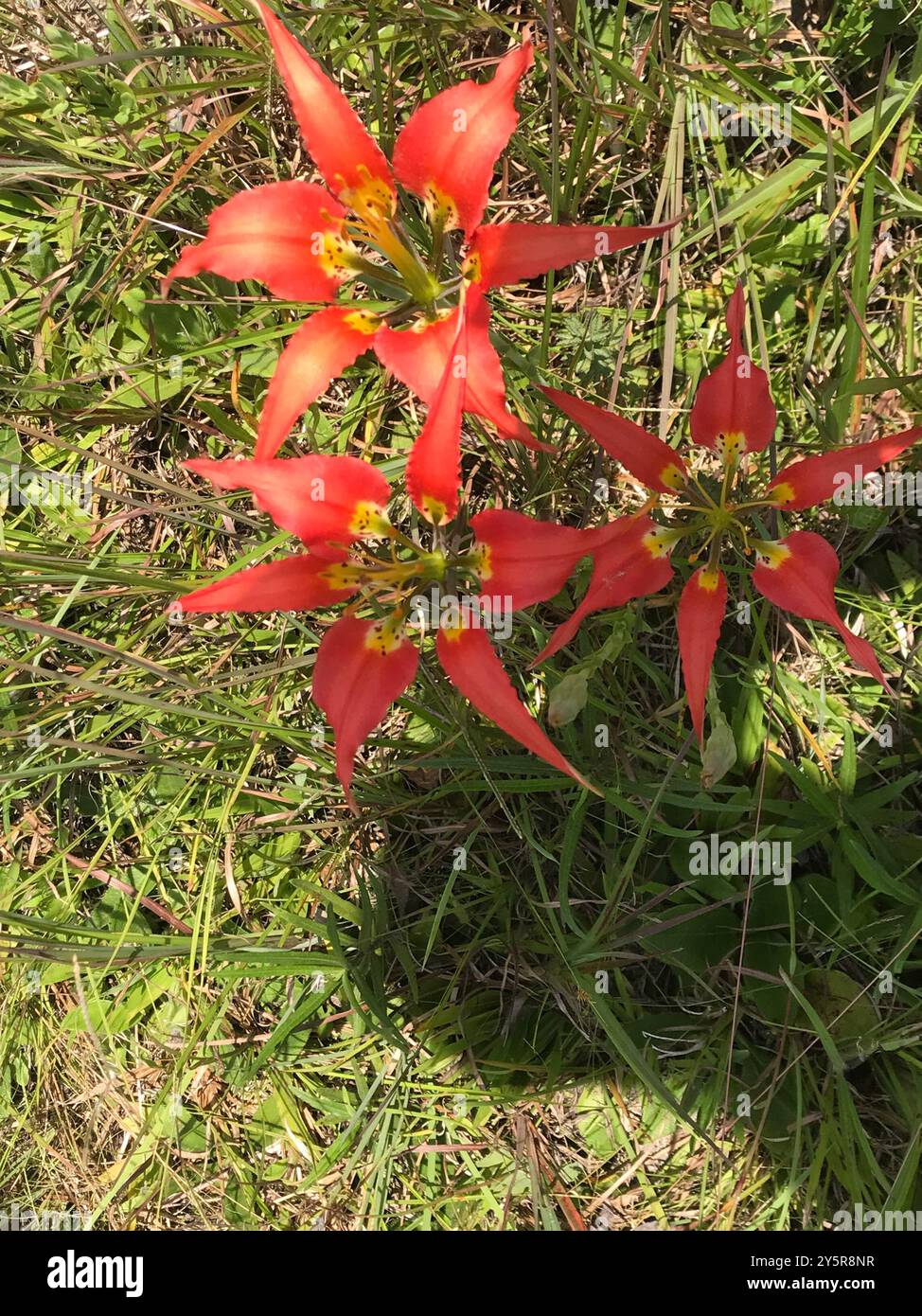 Pine lily (Lilium catesbaei) Plantae Stock Photo - Alamy