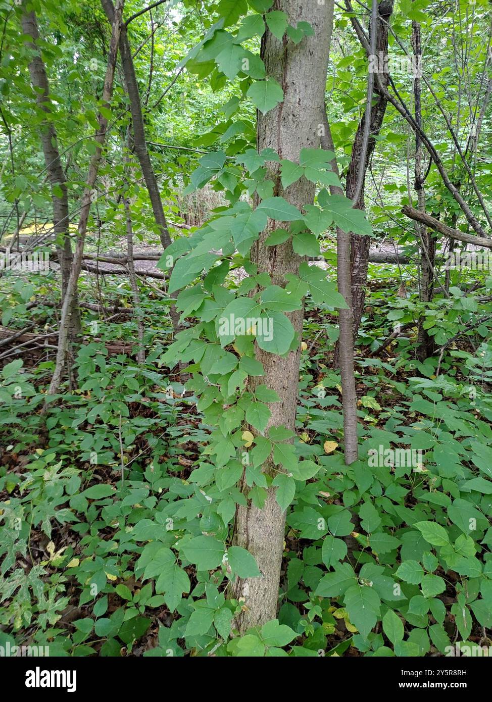 eastern poison ivy (Toxicodendron radicans) Plantae Stock Photo - Alamy