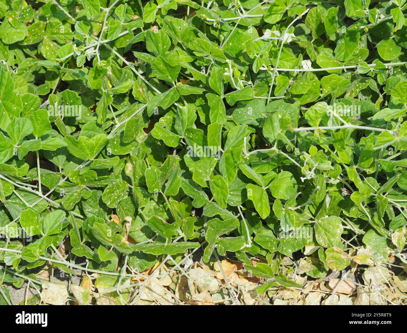 Purple Bush-Bean (Macroptilium atropurpureum) Plantae Stock Photo - Alamy