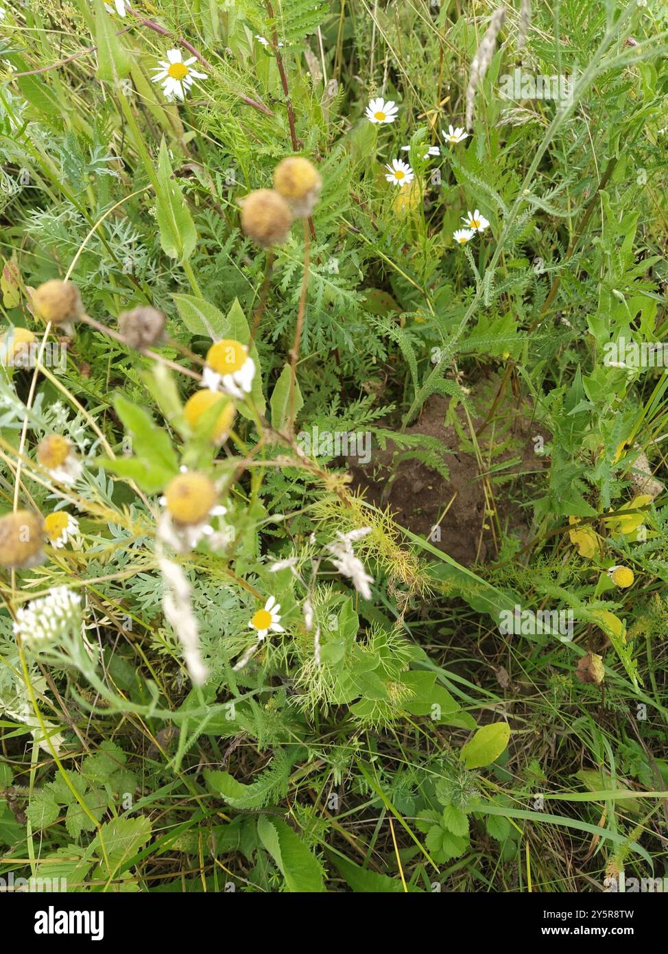 scentless mayweed (Tripleurospermum inodorum) Plantae Stock Photo - Alamy
