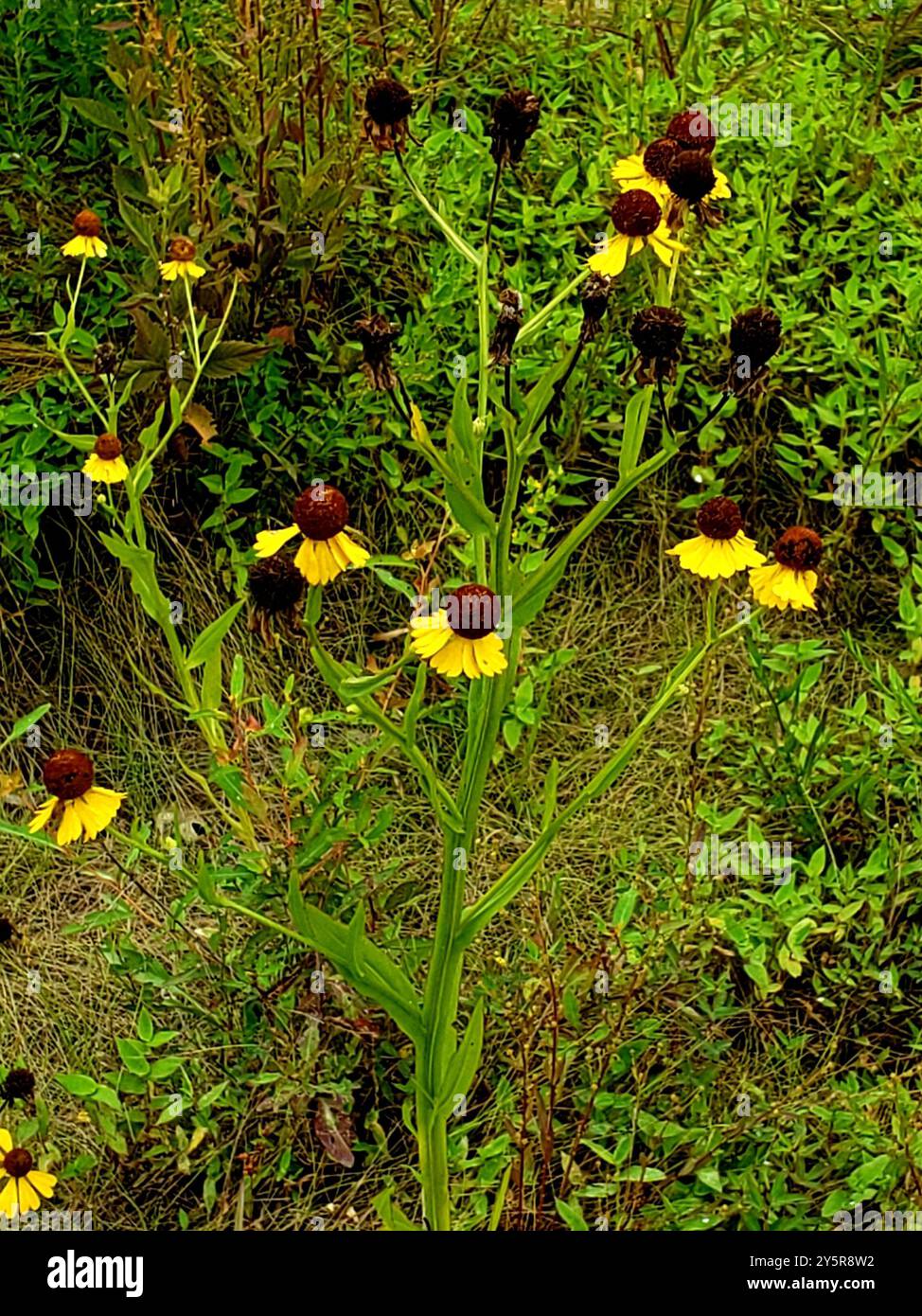 Southern Sneezeweed (Helenium flexuosum) Plantae Stock Photo - Alamy