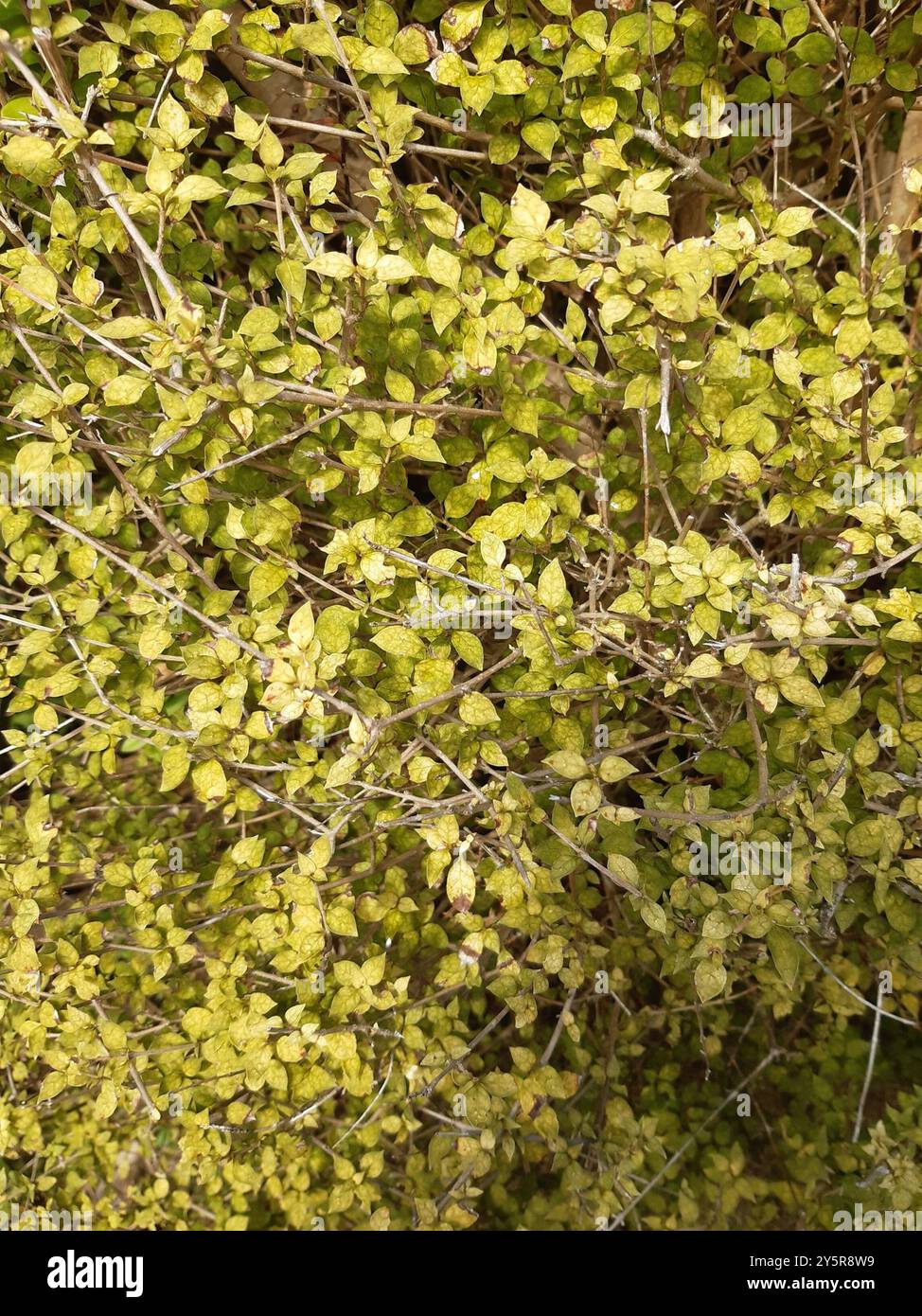 thin leaved coprosma (Coprosma areolata) Plantae Stock Photo - Alamy