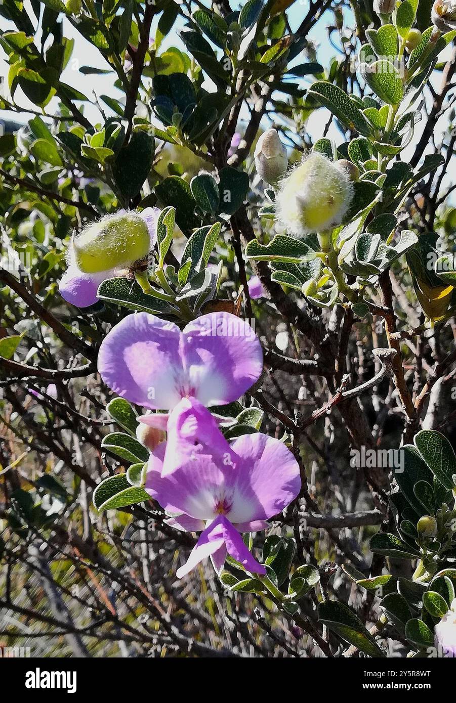 Water blossom pea (Podalyria calyptrata) Plantae Stock Photo - Alamy