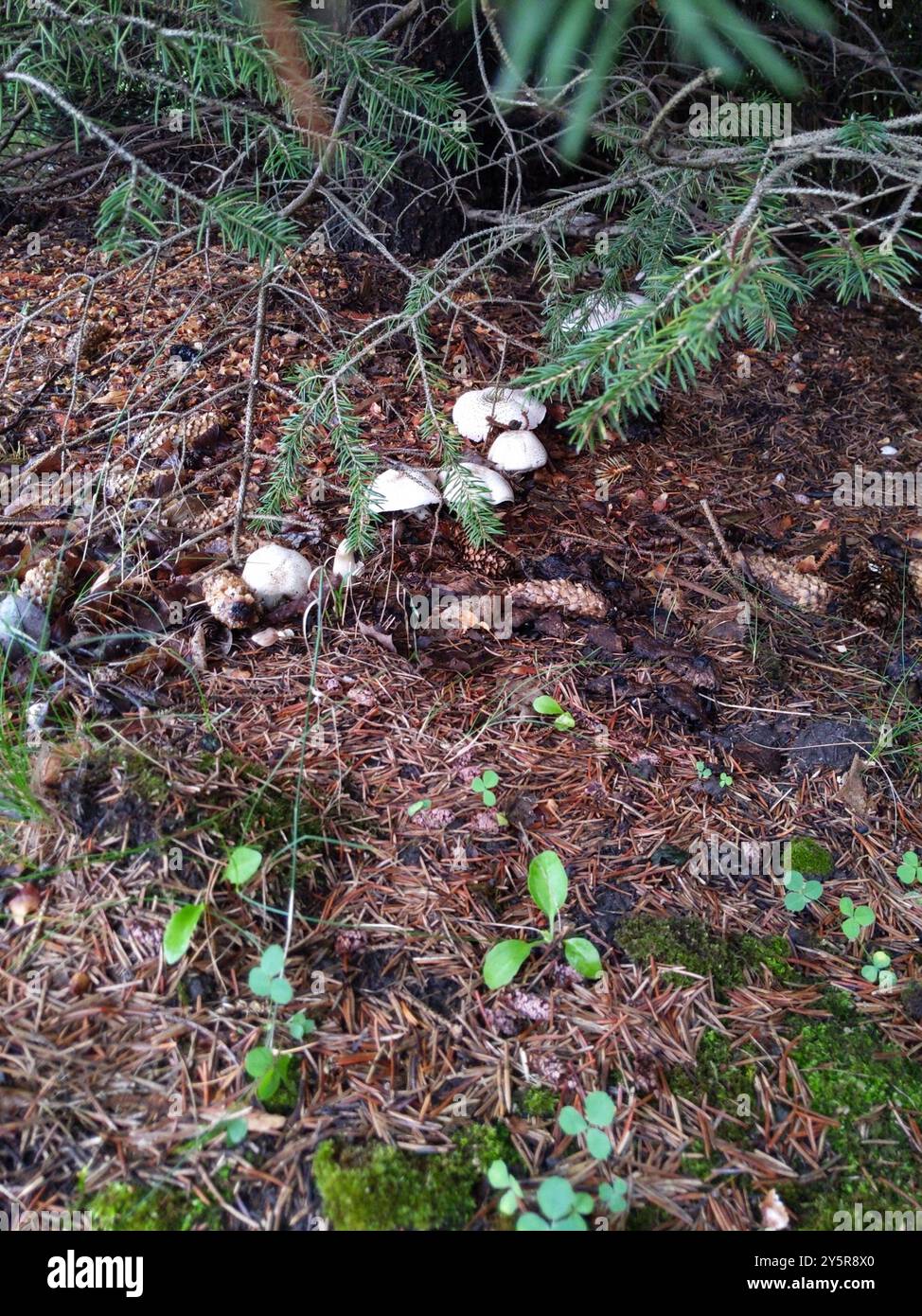 Stinking Dapperling (Lepiota cristata) Fungi Stock Photo - Alamy